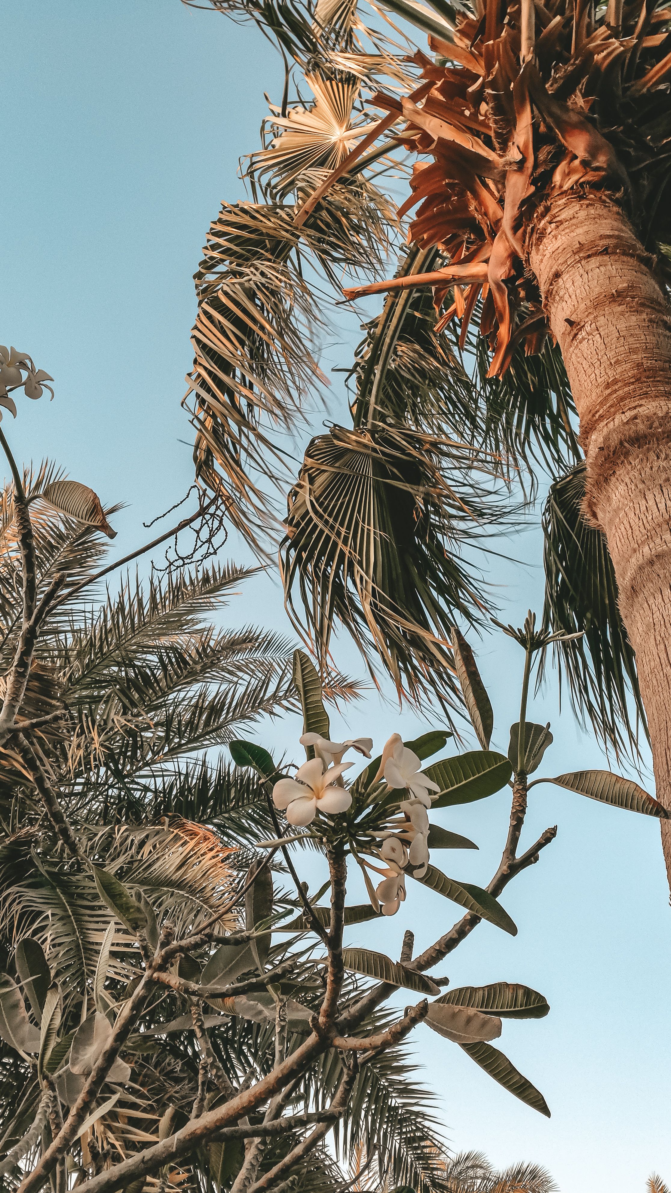 Tumblr Palm Trees Background