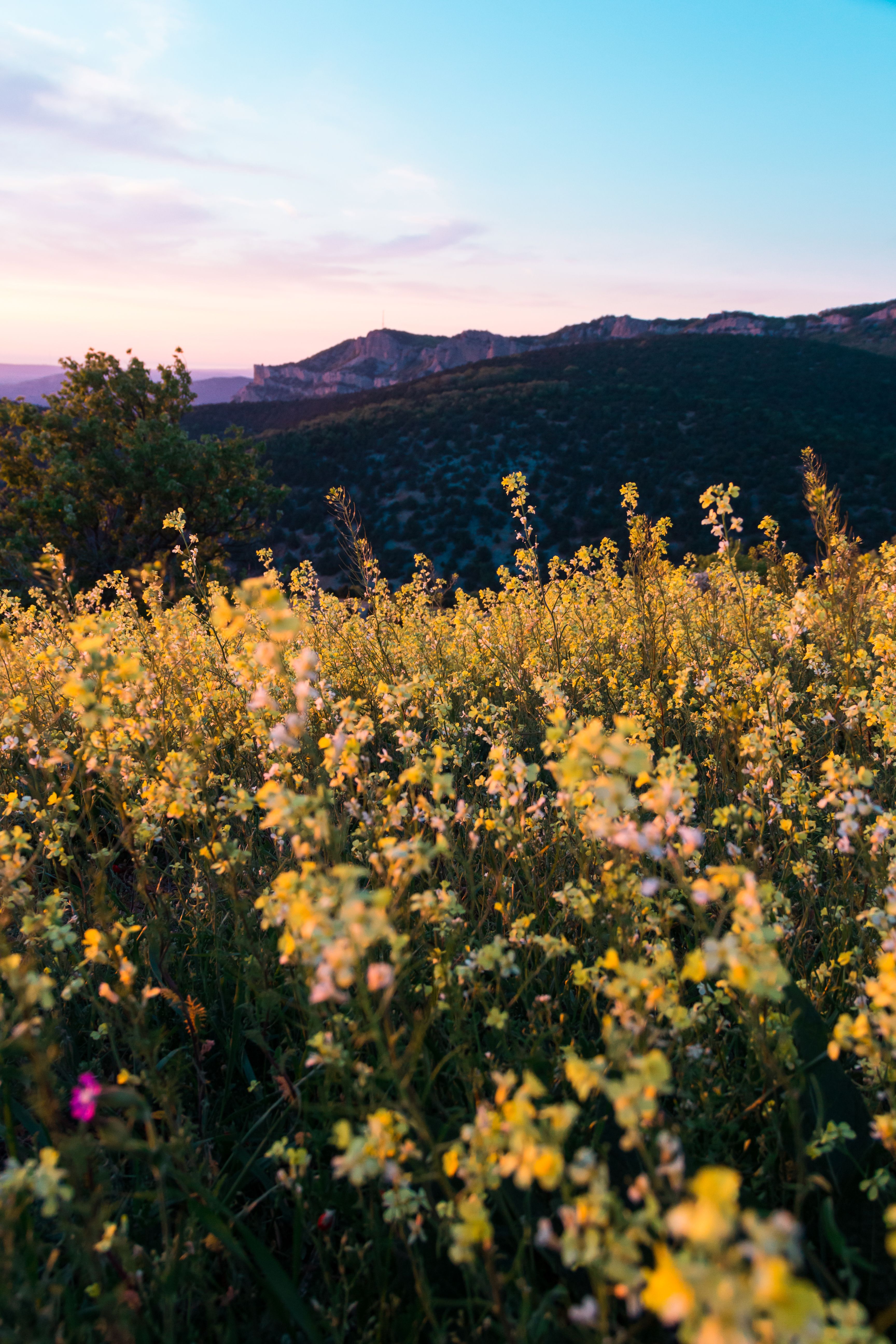 Yellow Flowers on the Field · Free Stock Photo