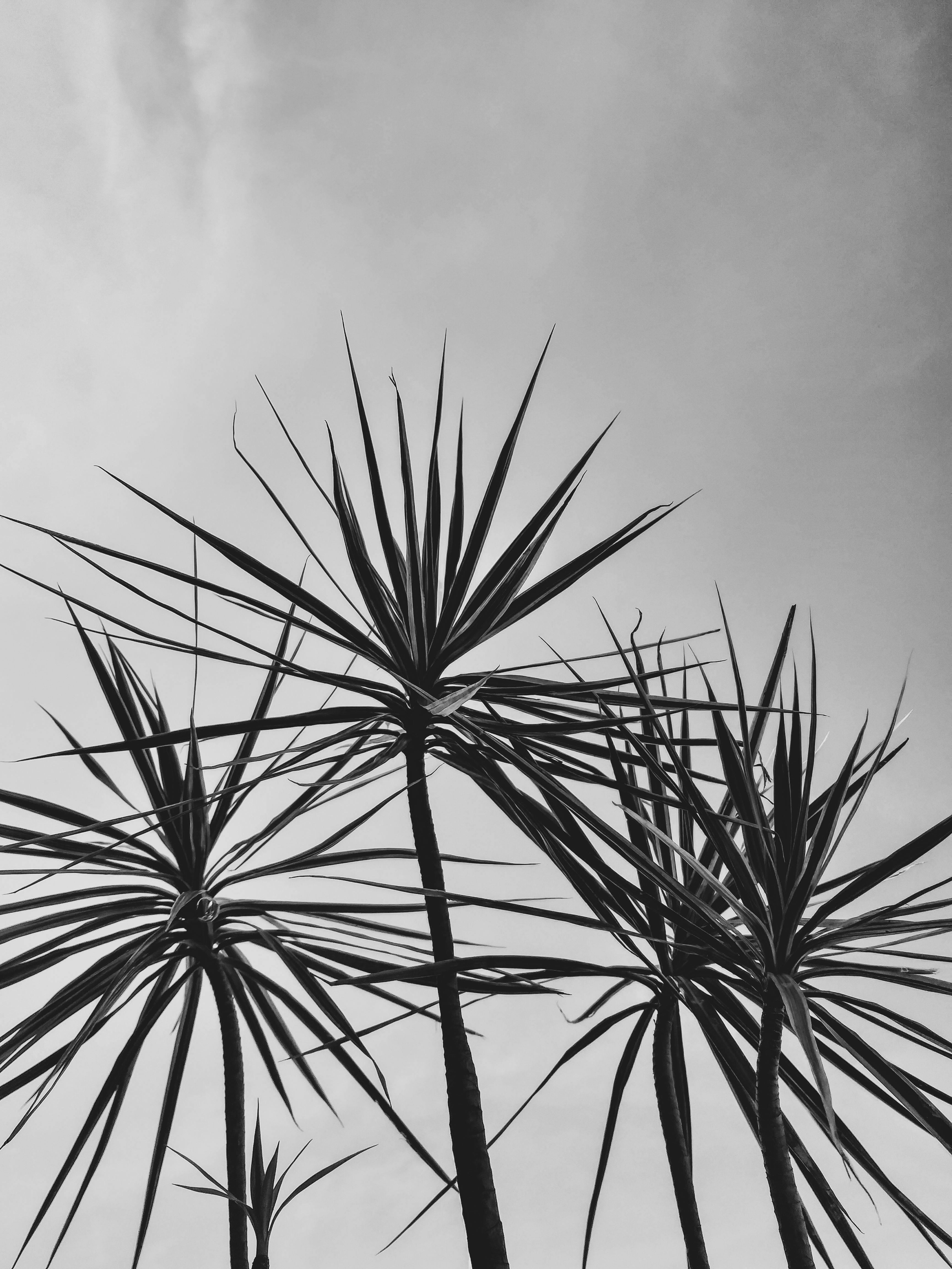 Grayscale Photo of Palm Tree · Free Stock Photo