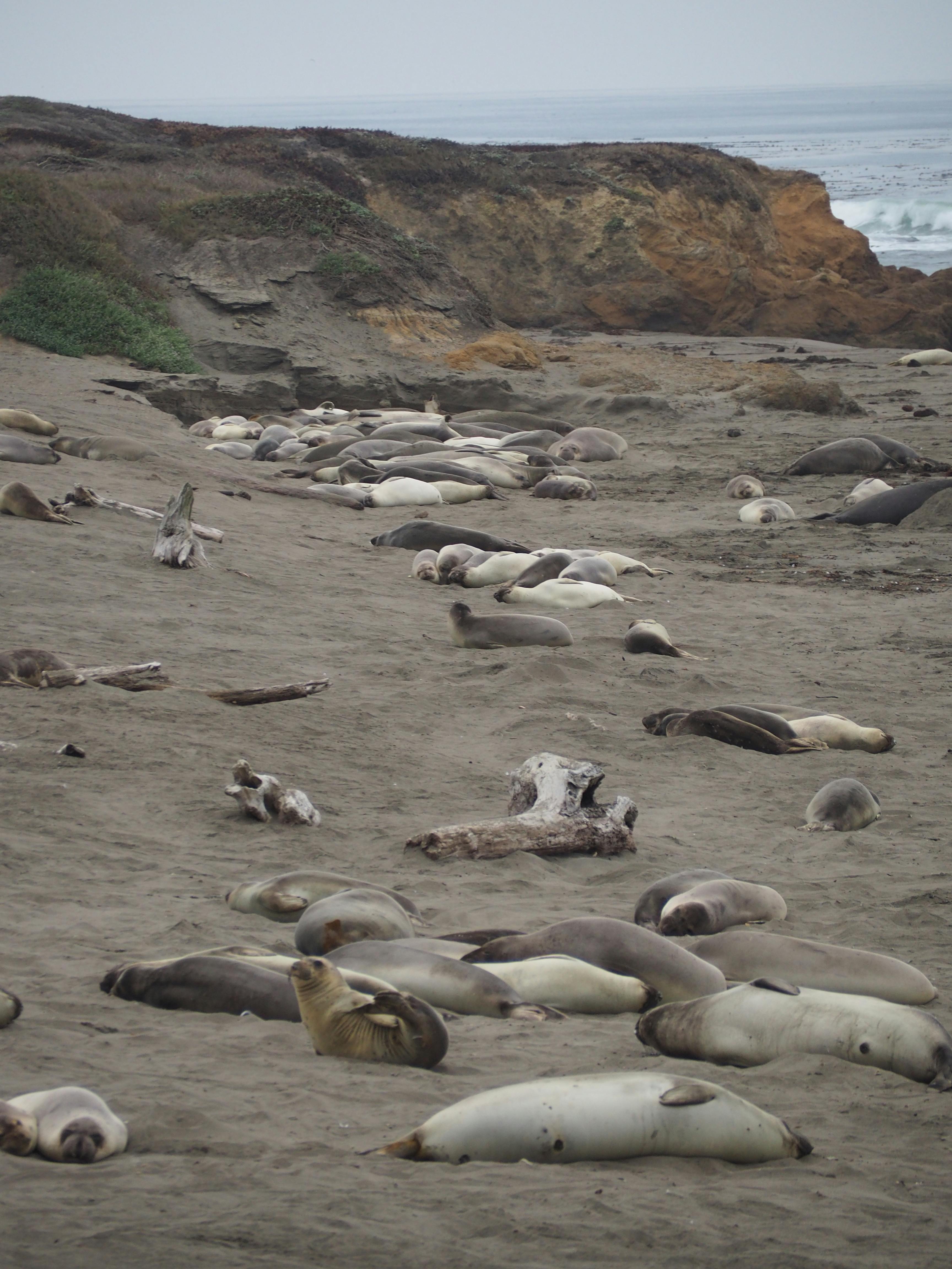 Colony of Seals resting on Sand · Free Stock Photo