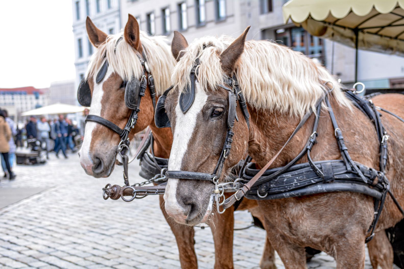 Exploring the Majestic Breeds of Draft Horses Worldwide