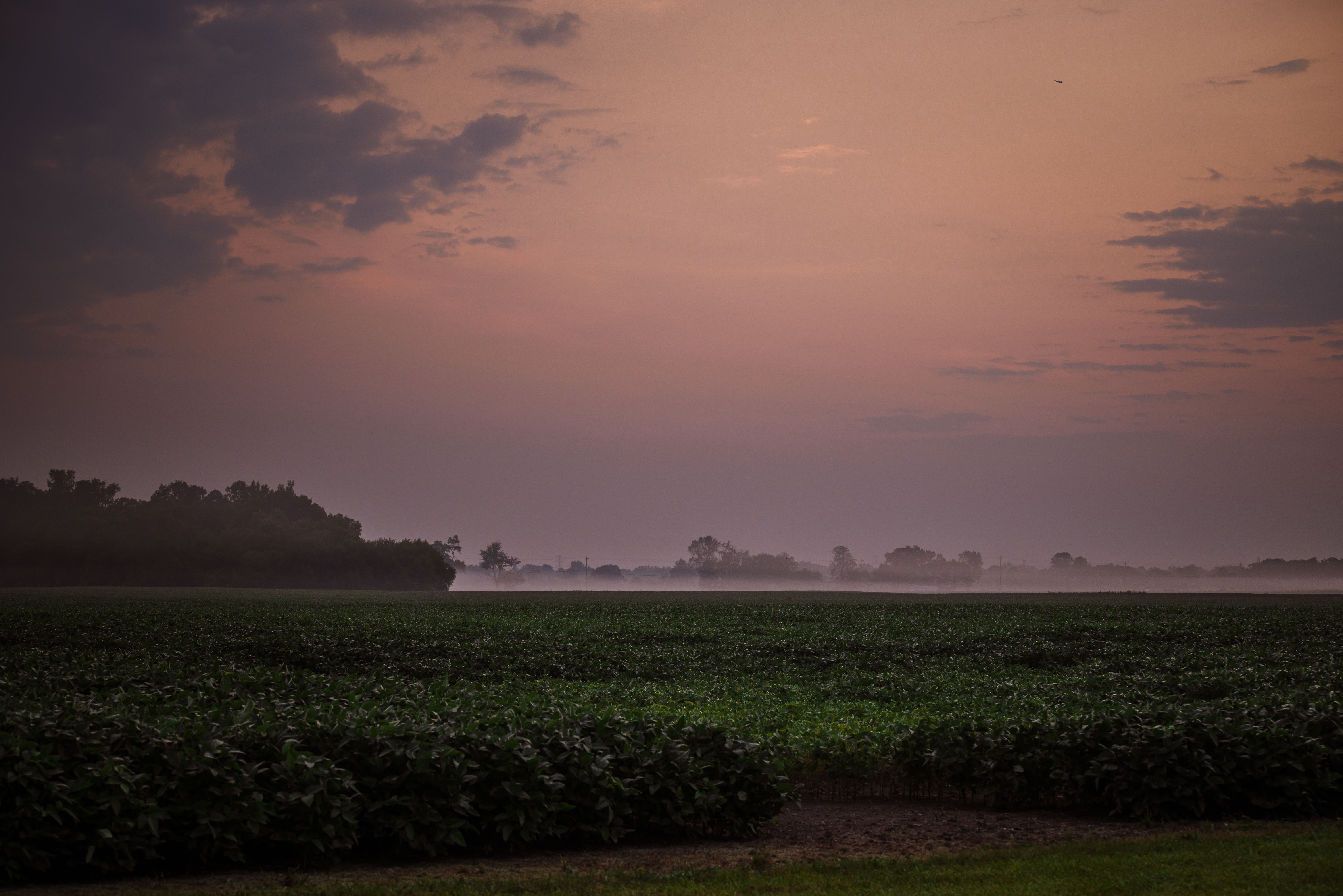 Field at Dawn · Free Stock Photo