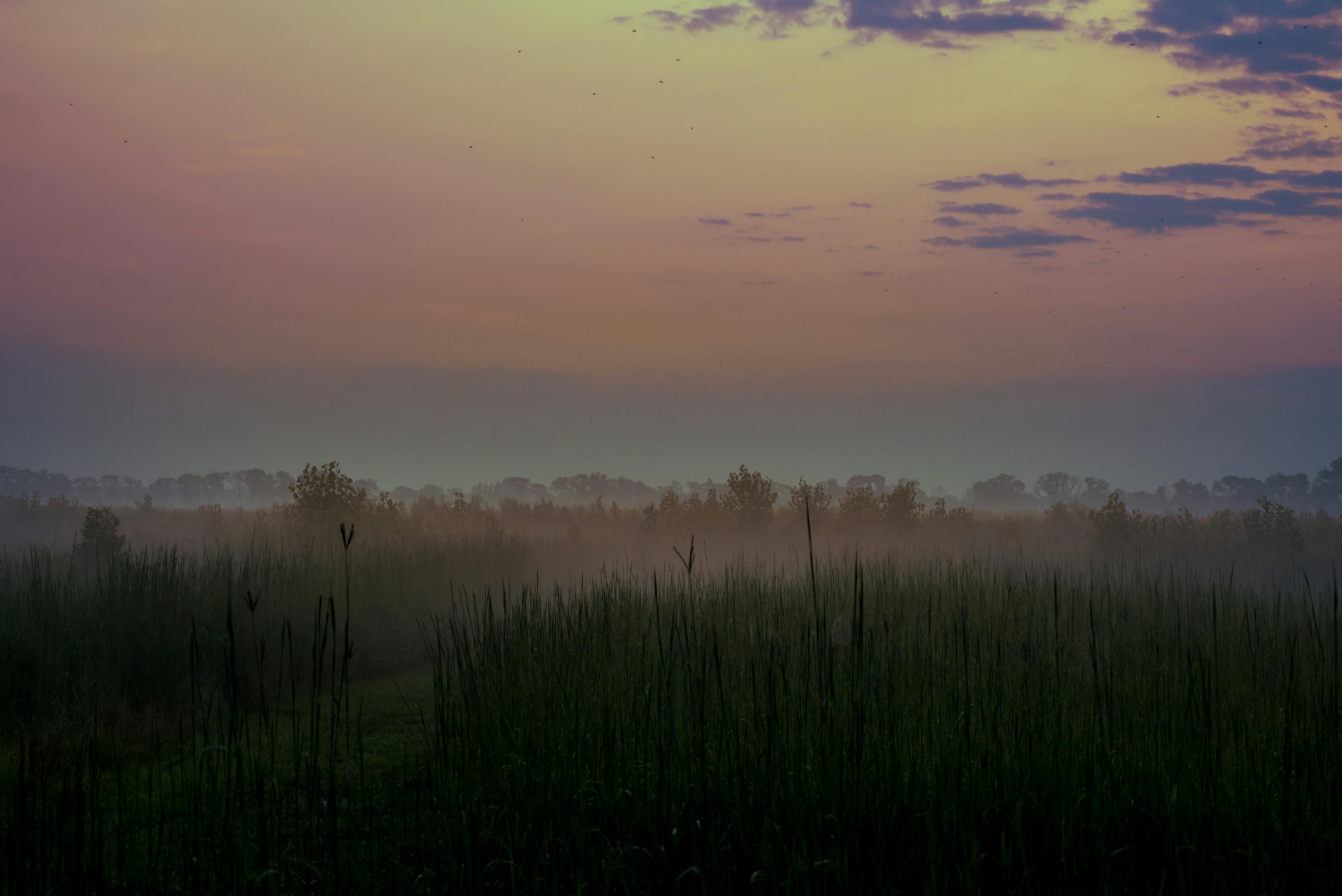 Landscape of a Misty Field at Sunset · Free Stock Photo