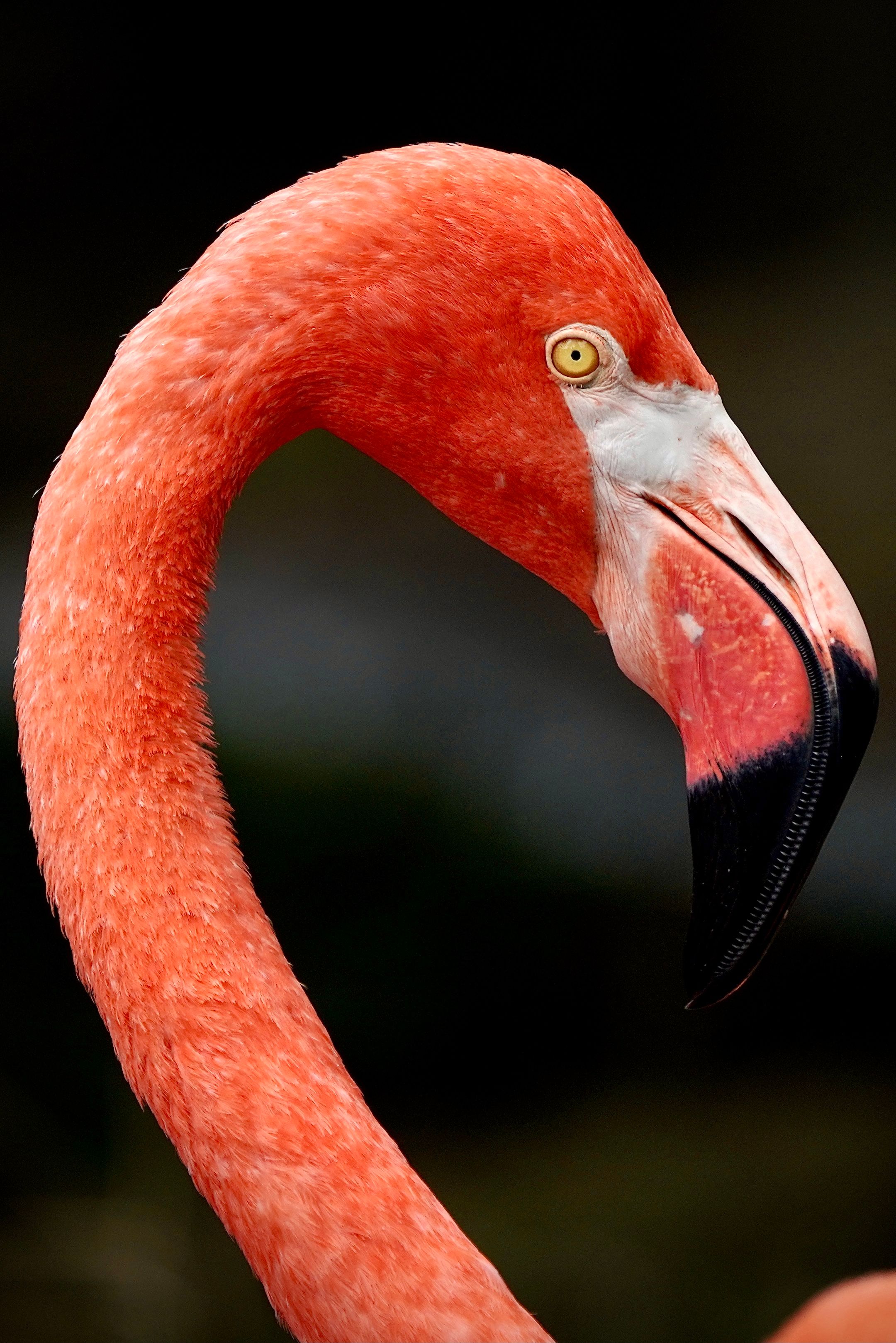 Close-Up of a Flamingo · Free Stock Photo