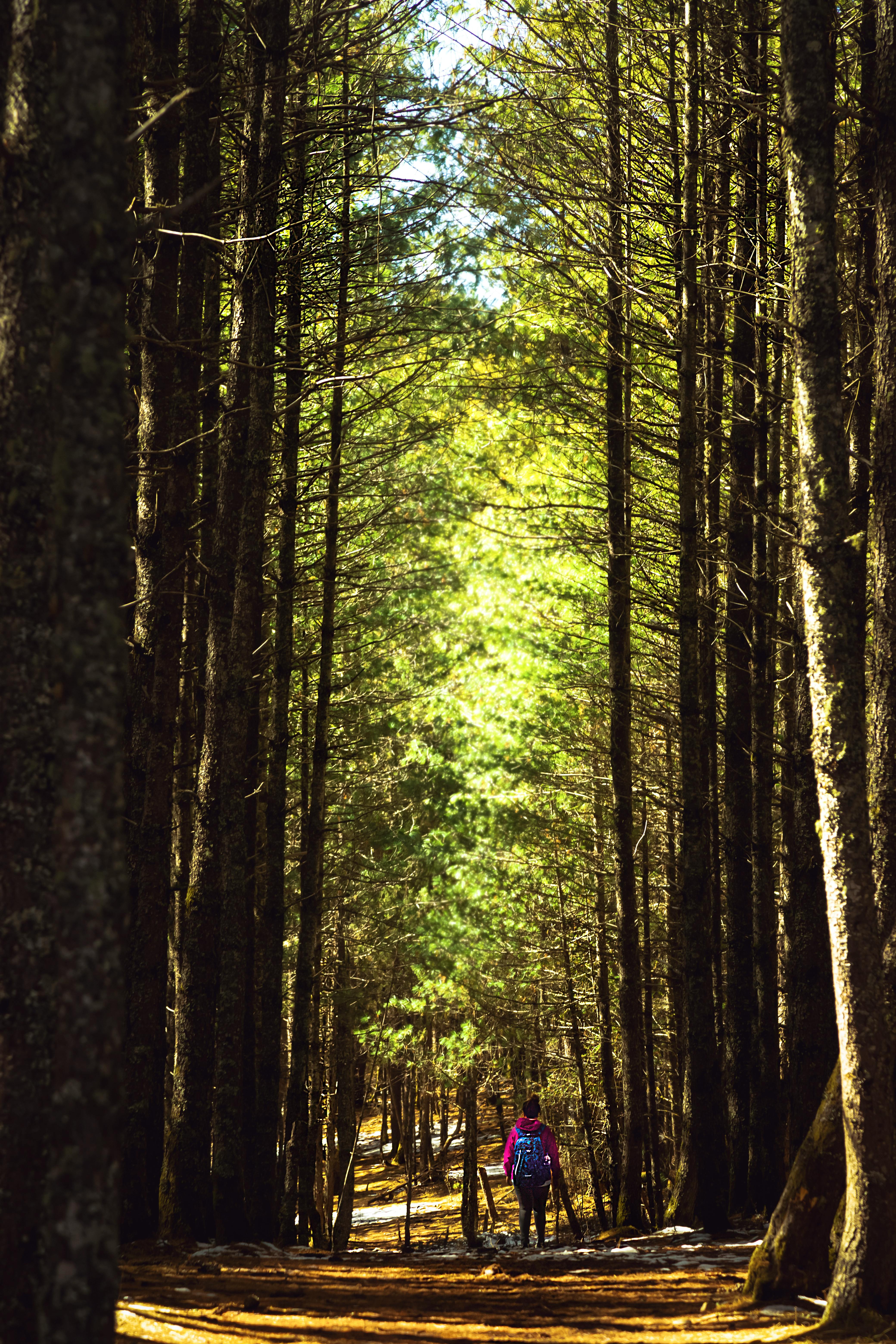 Woman Standing in Tree · Free Stock Photo