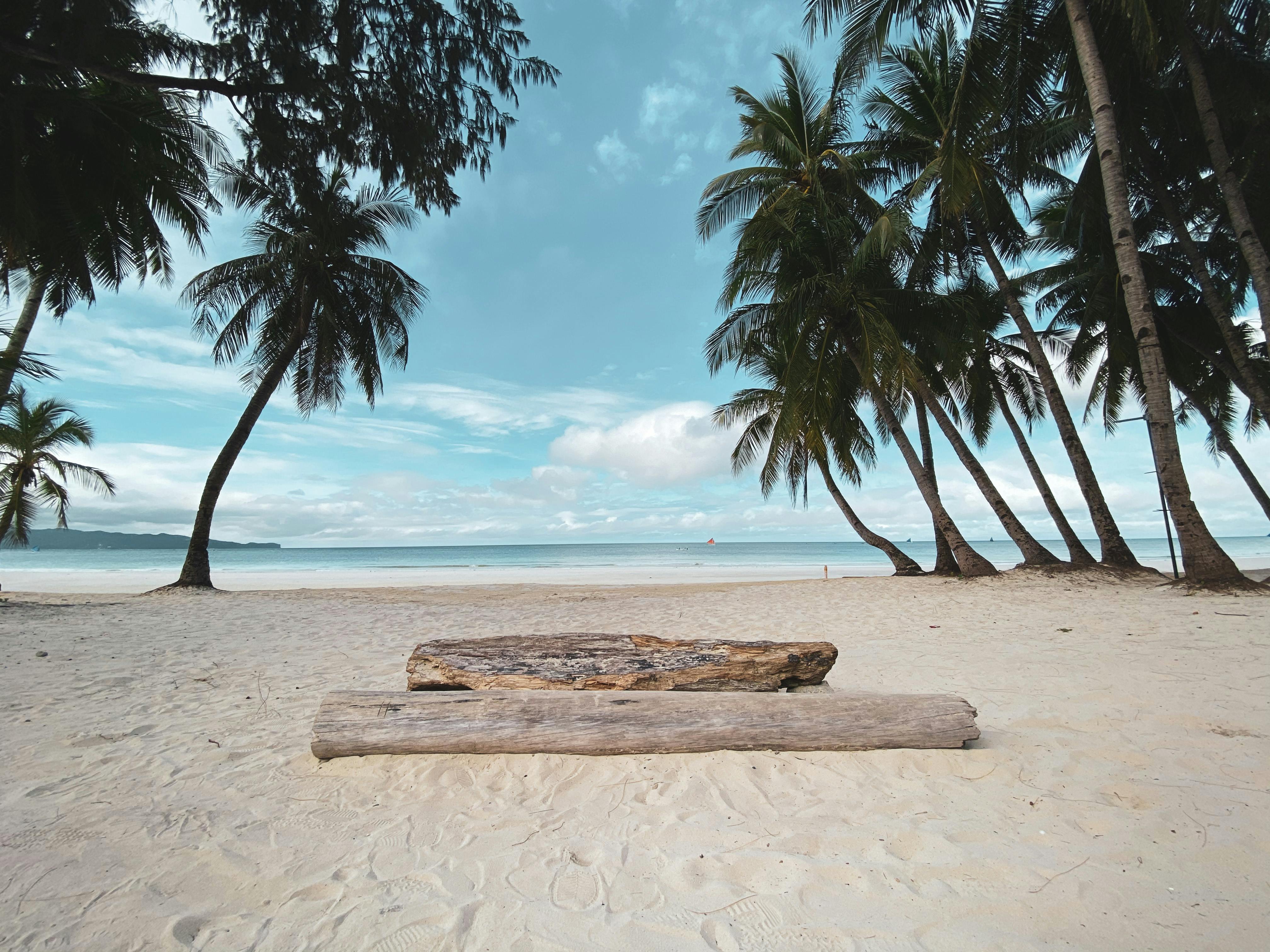 Wood Logs on the Beach · Free Stock Photo