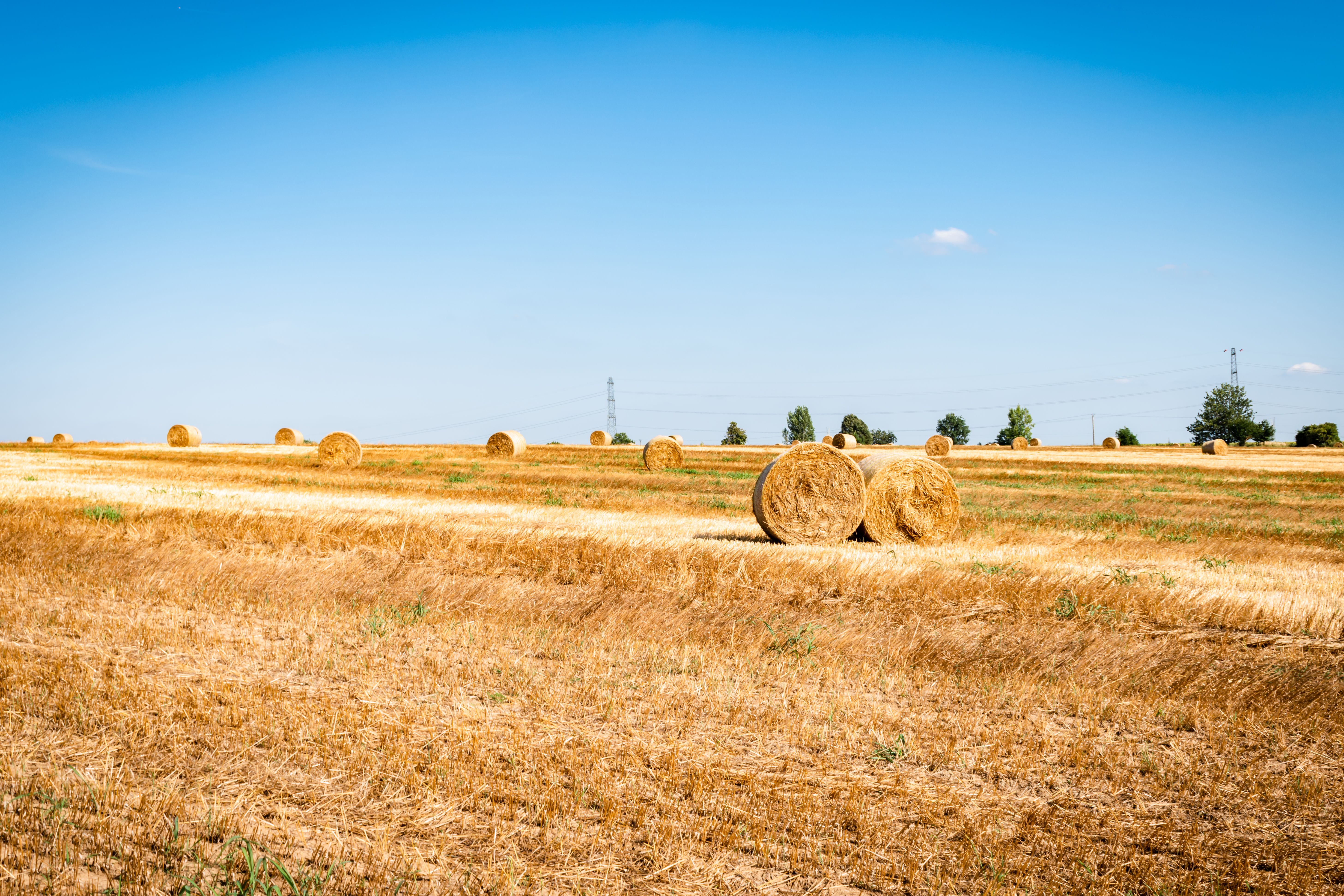 Order De Bale Photos, Download The BEST Free Order De Bale Stock Photos ...