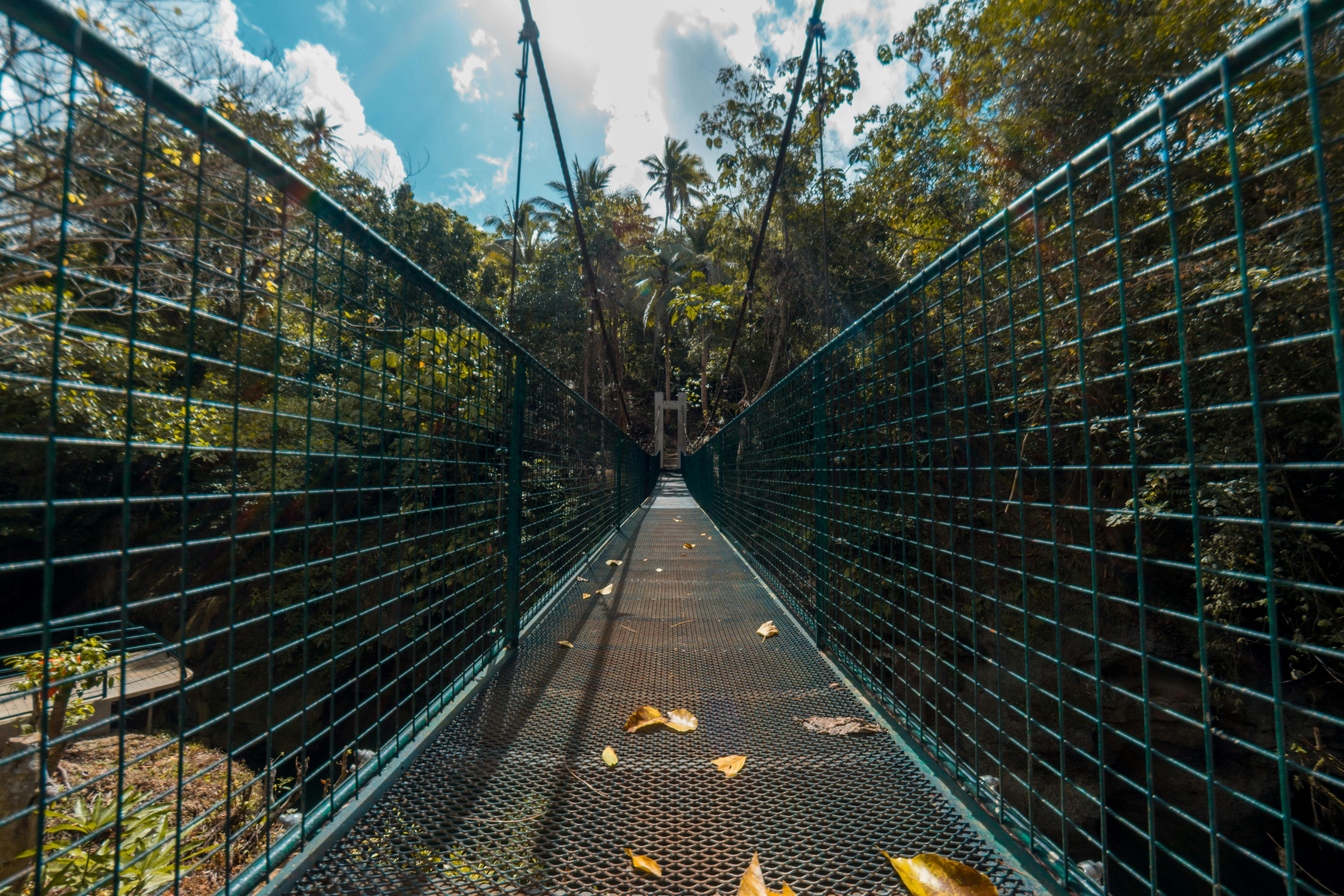 Bridge Between Trees · Free Stock Photo