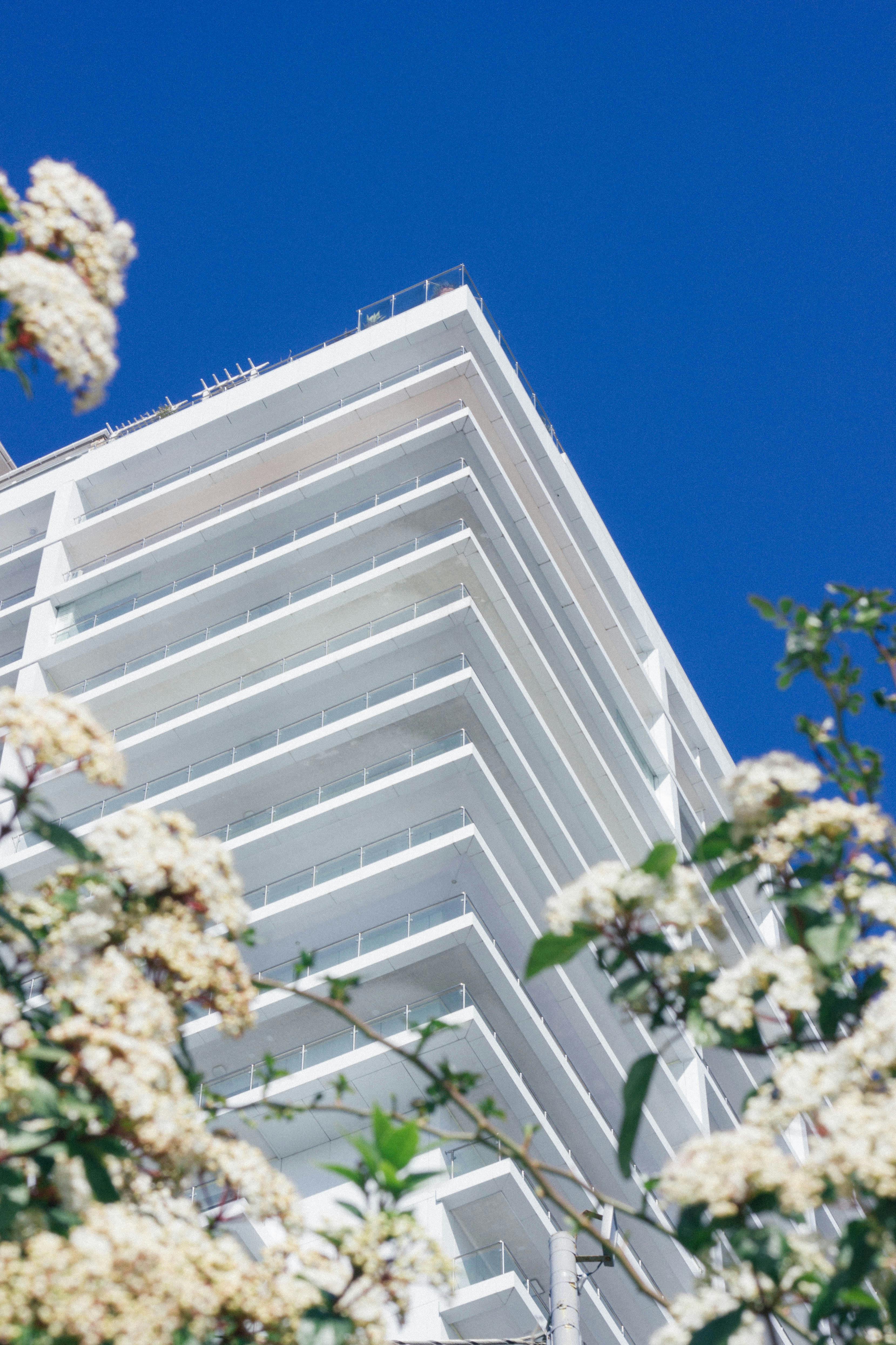 White Cherry Blossoms Beside High-rise Building · Free Stock Photo