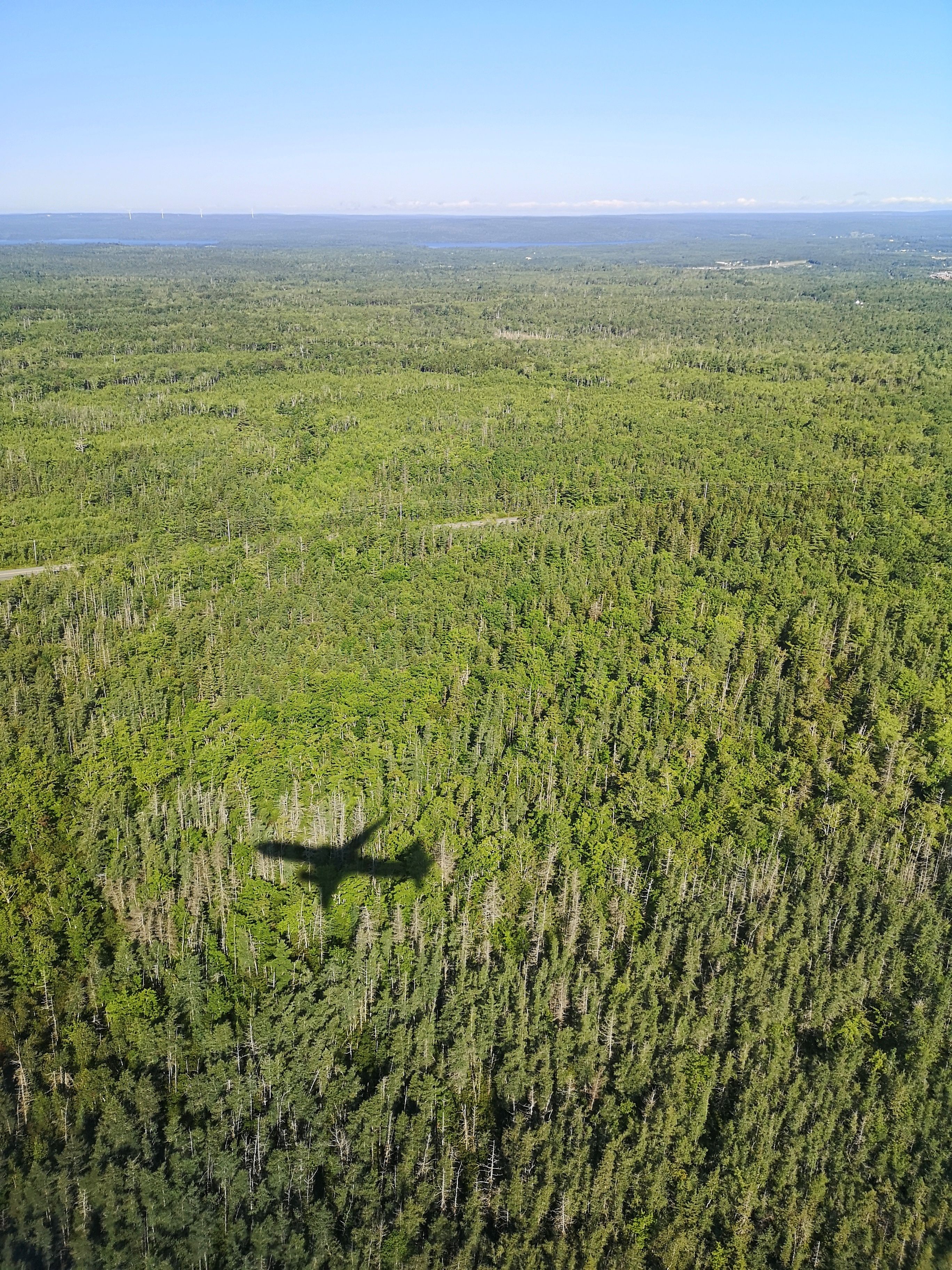 An Airplane in the Middle of a Forest · Free Stock Photo