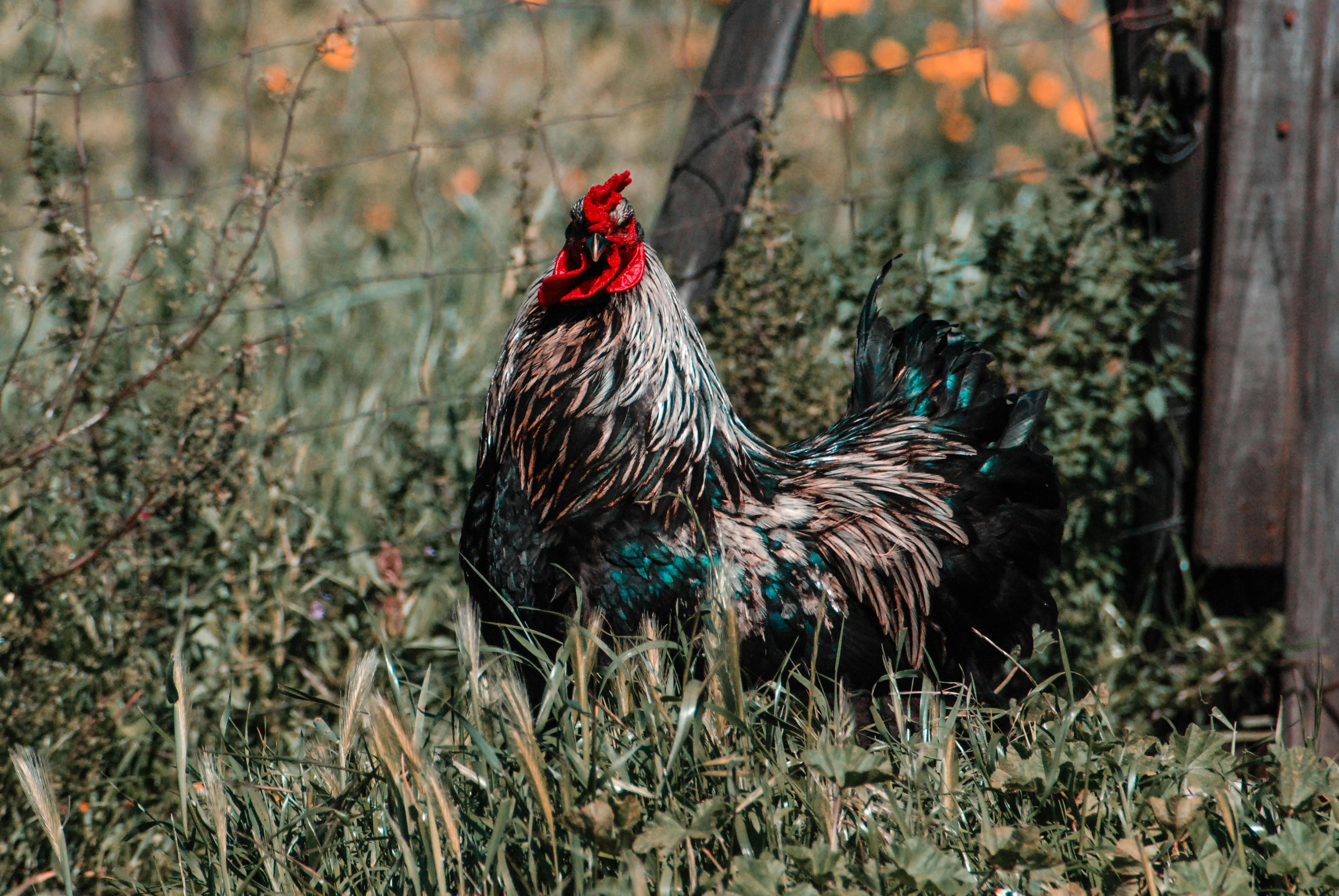 A Rooster on the Grass · Free Stock Photo