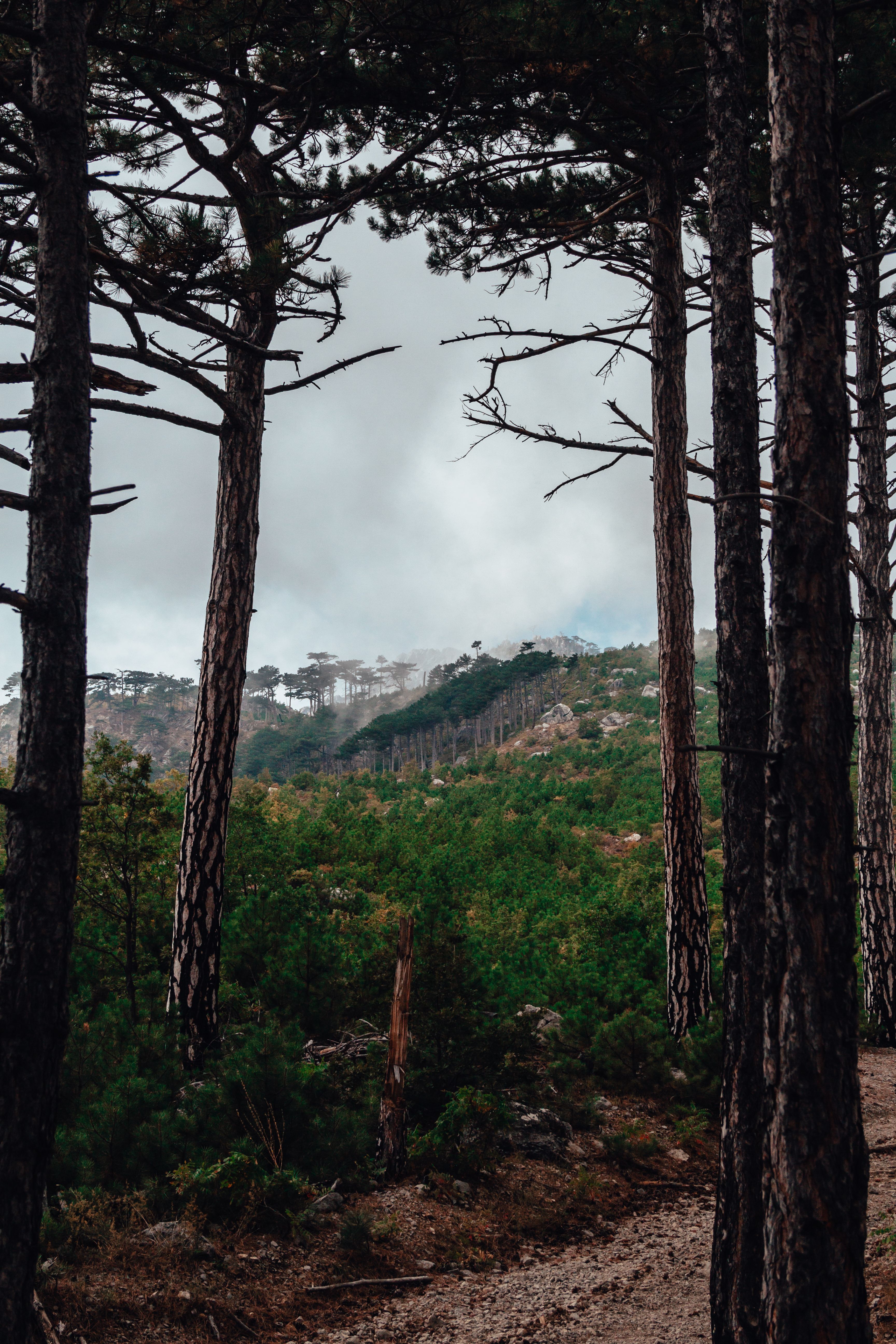 Upland Forest Photos, Download The BEST Free Upland Forest Stock Photos ...
