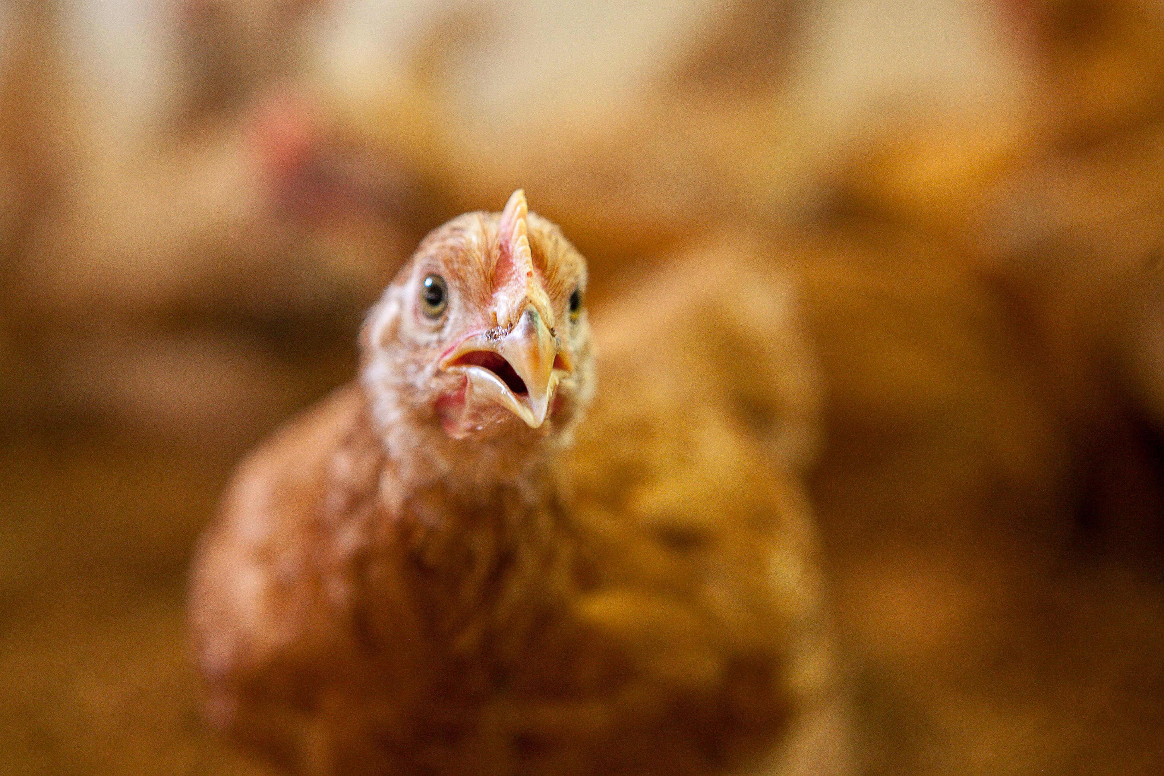 Close-Up Shot of a Broiler Chicken · Free Stock Photo