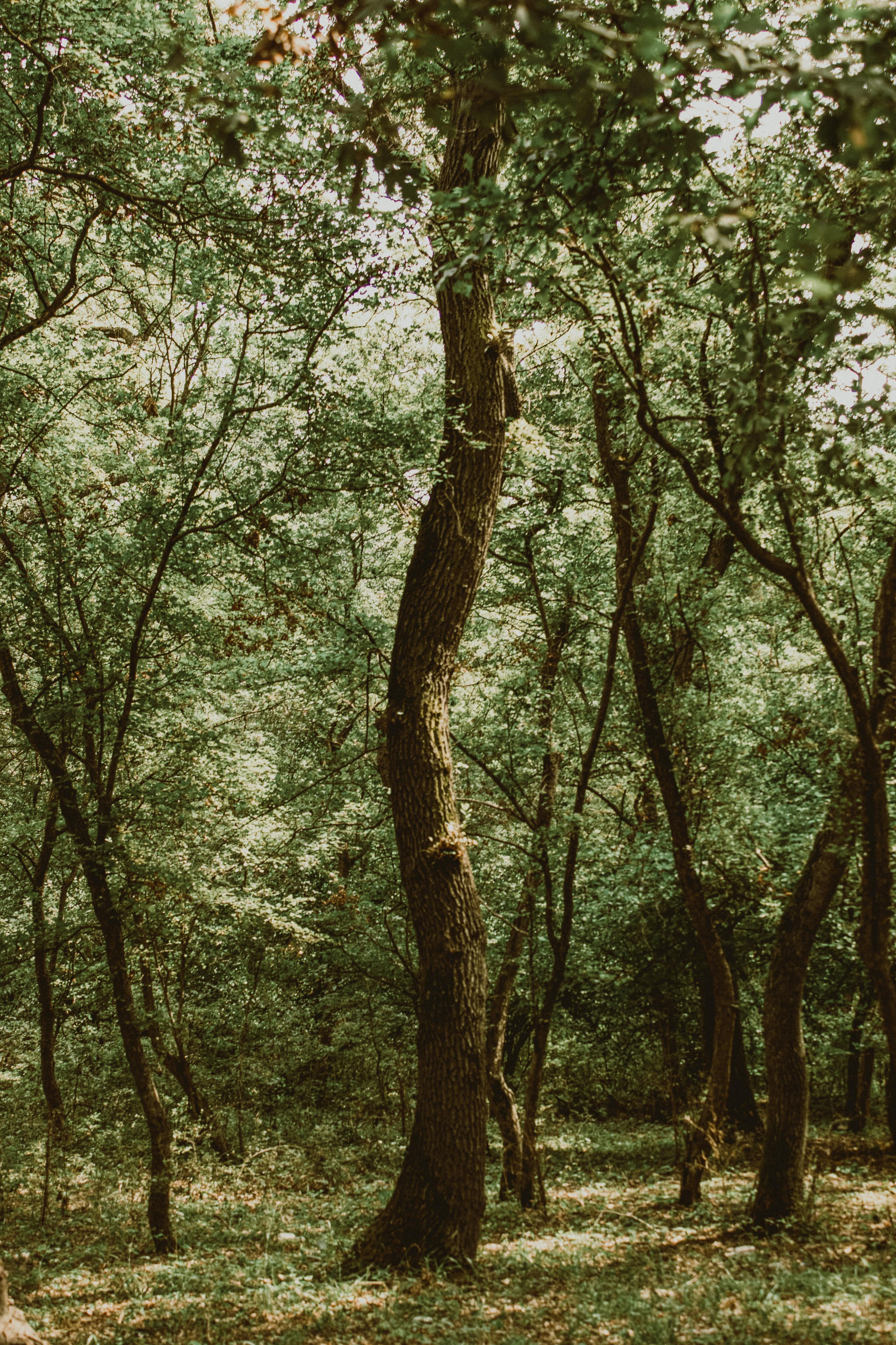 Green Trees in the Forest · Free Stock Photo
