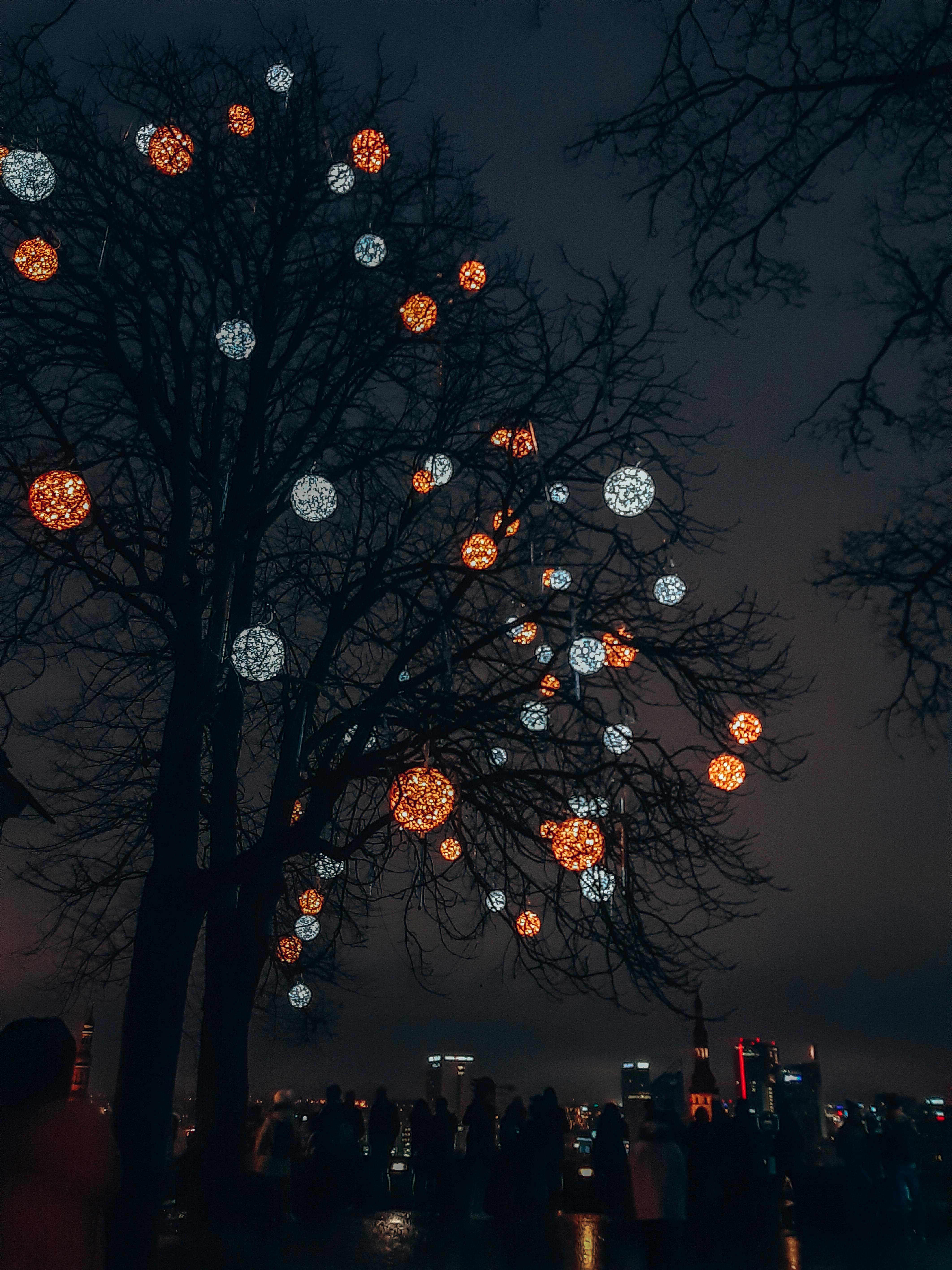 Lights Hanging on the Tree · Free Stock Photo