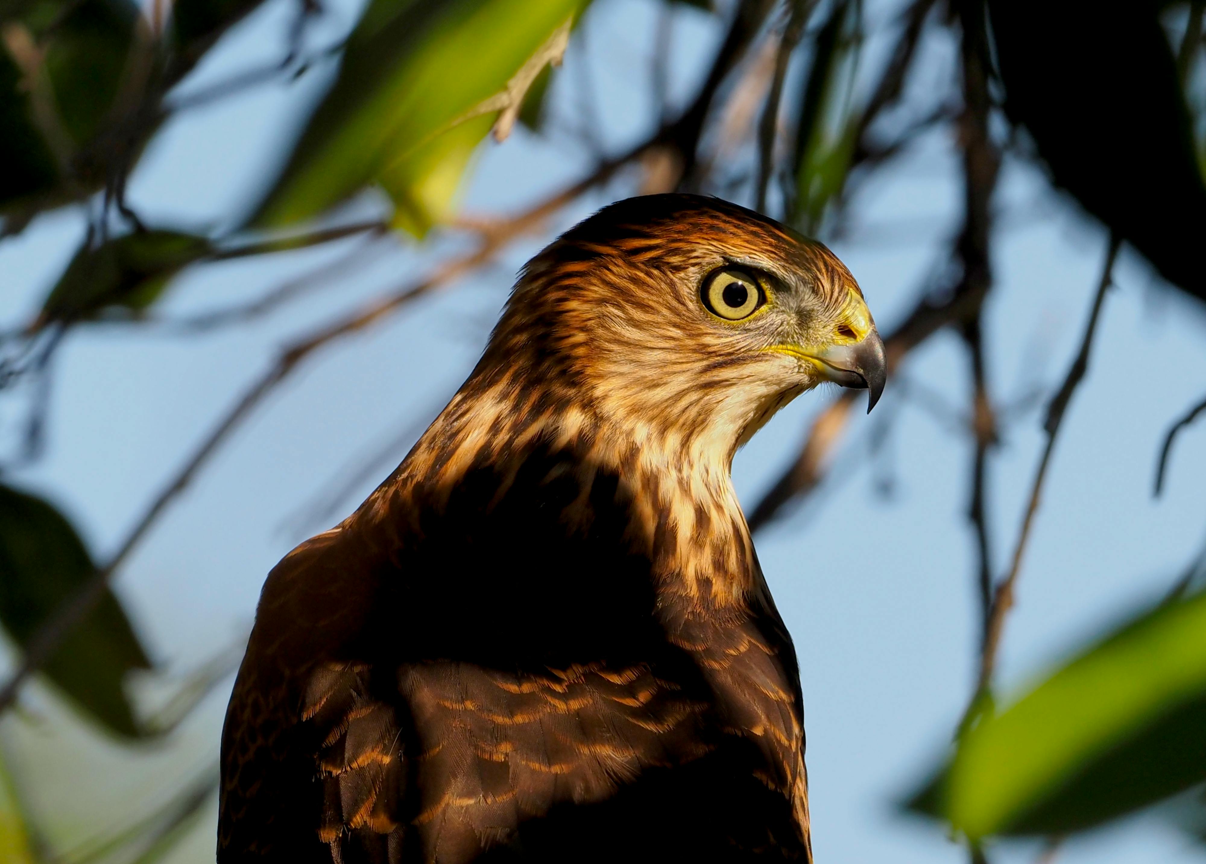 Brown Hawk on Focus Photo · Free Stock Photo