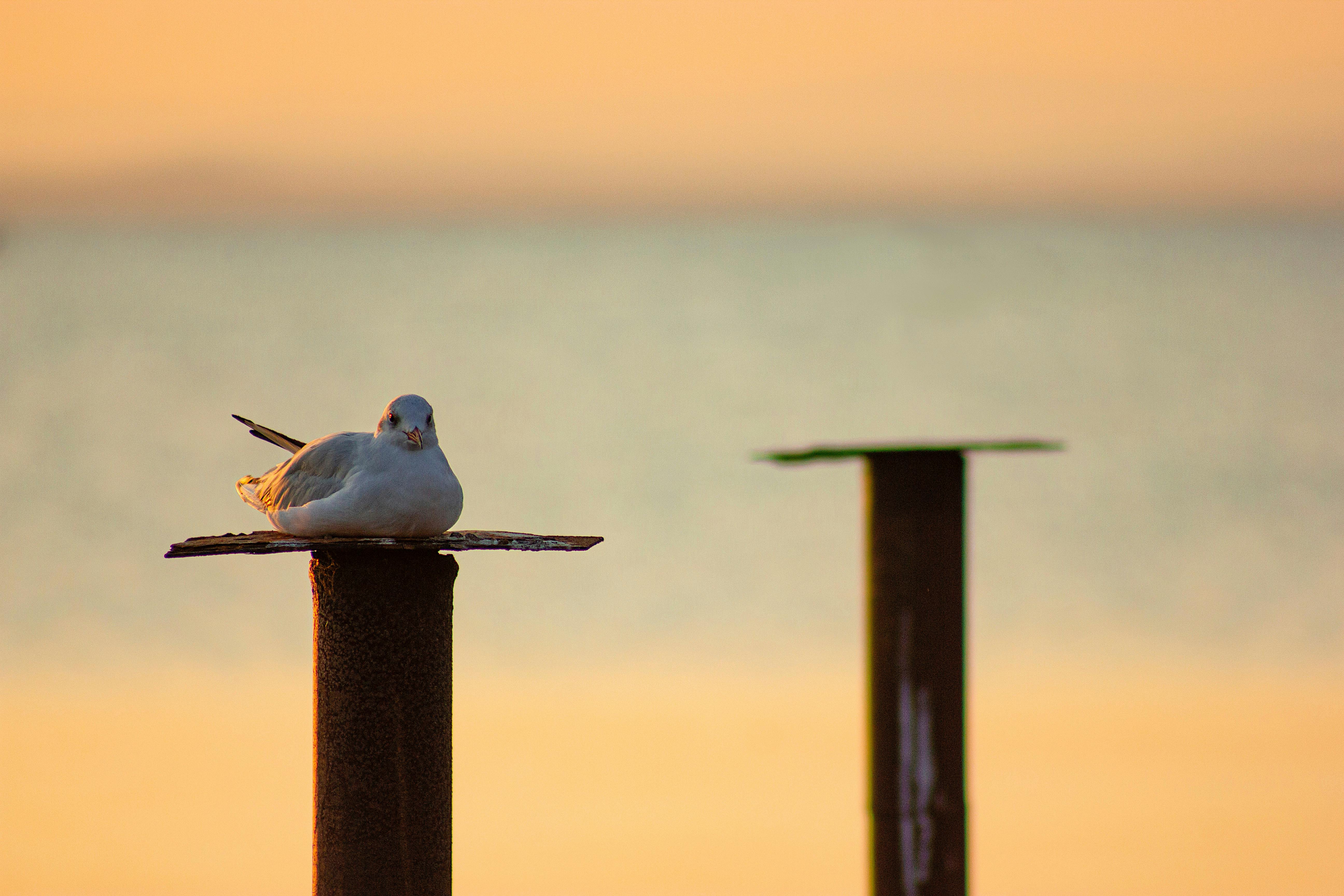 Watches Post Background Photos, Download The BEST Free Watches Post ...