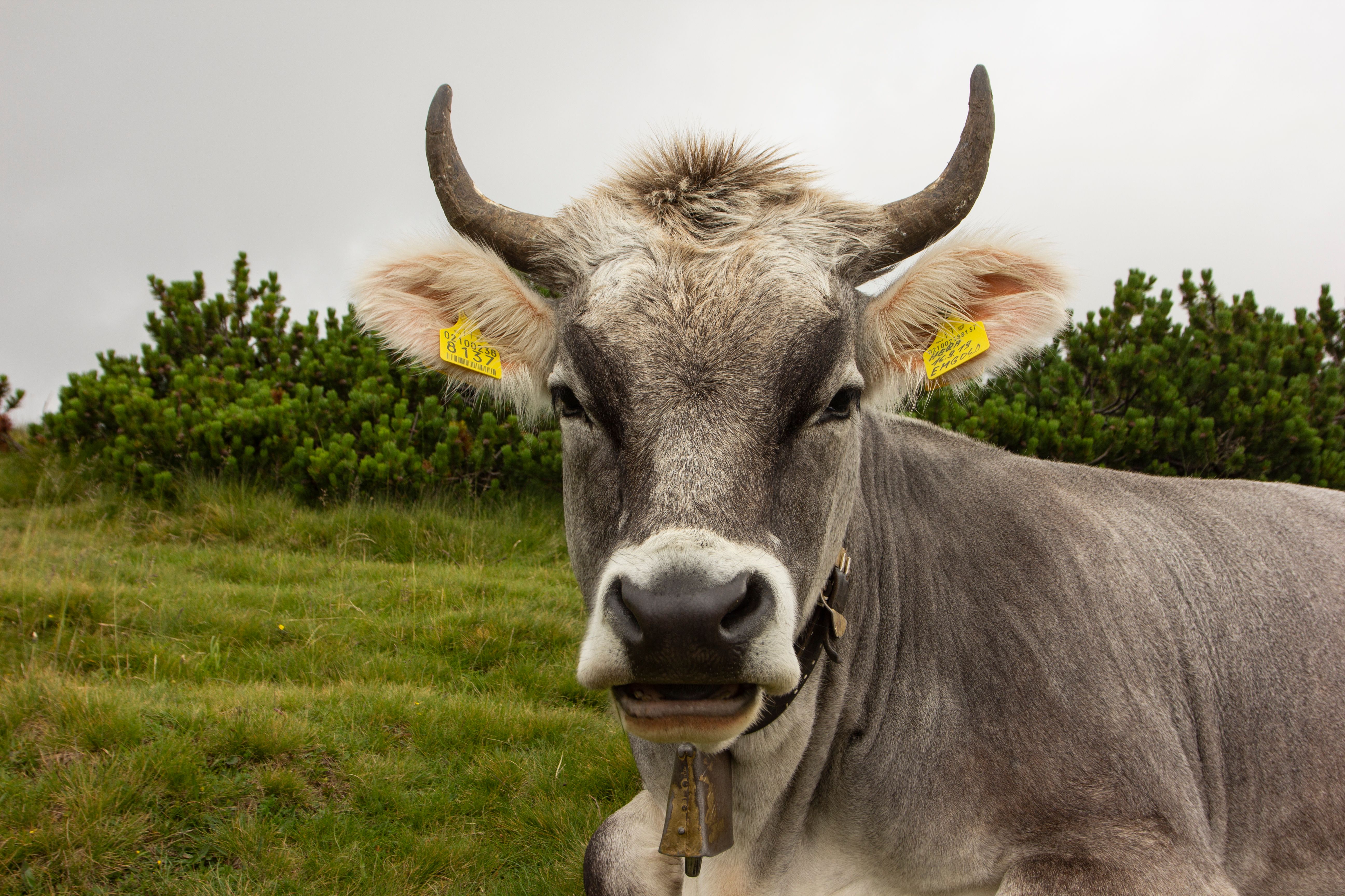 Tyrol Grey Cow on Green Grass Field · Free Stock Photo