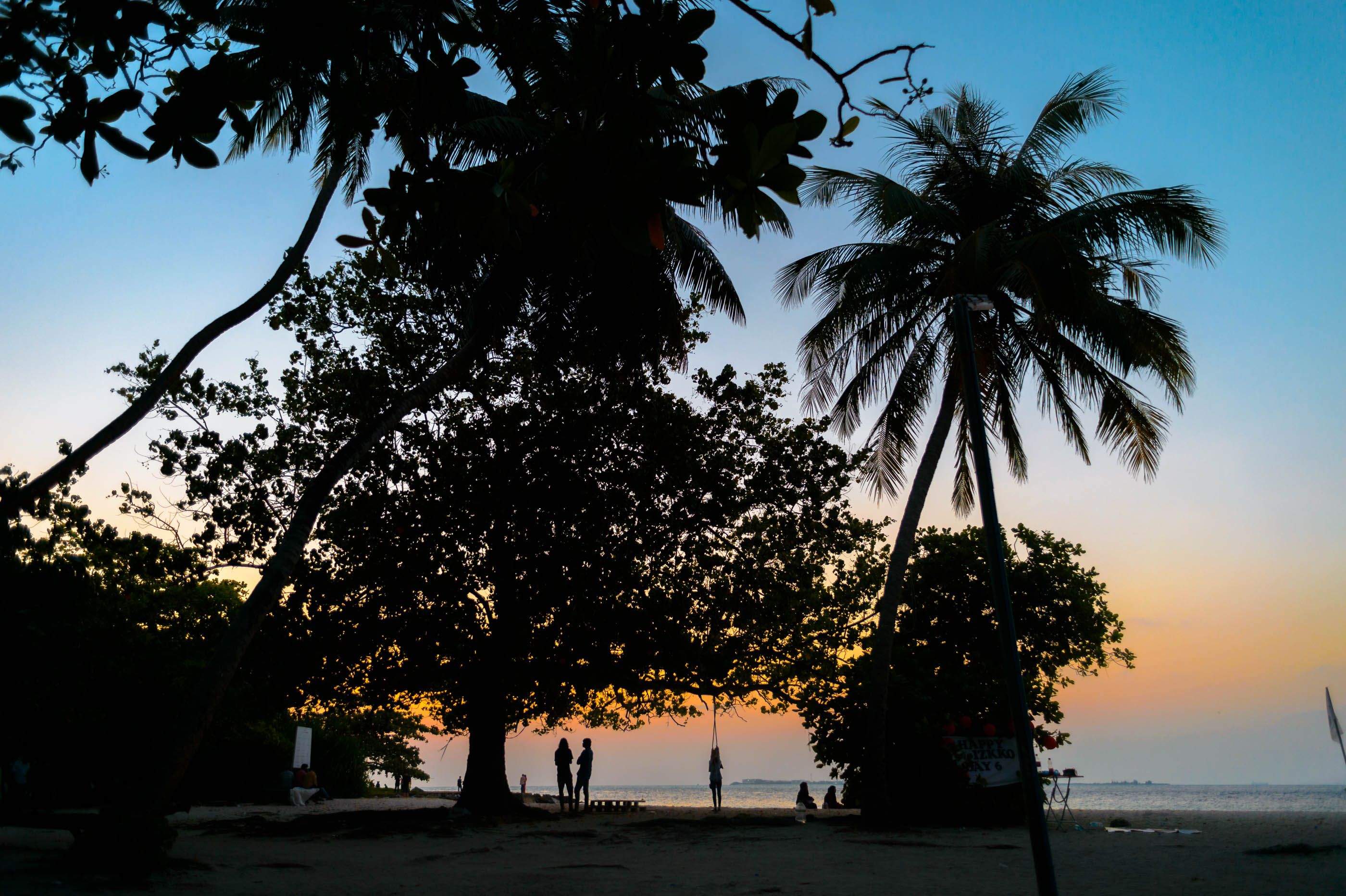 Silhouette of Trees during Sunset · Free Stock Photo