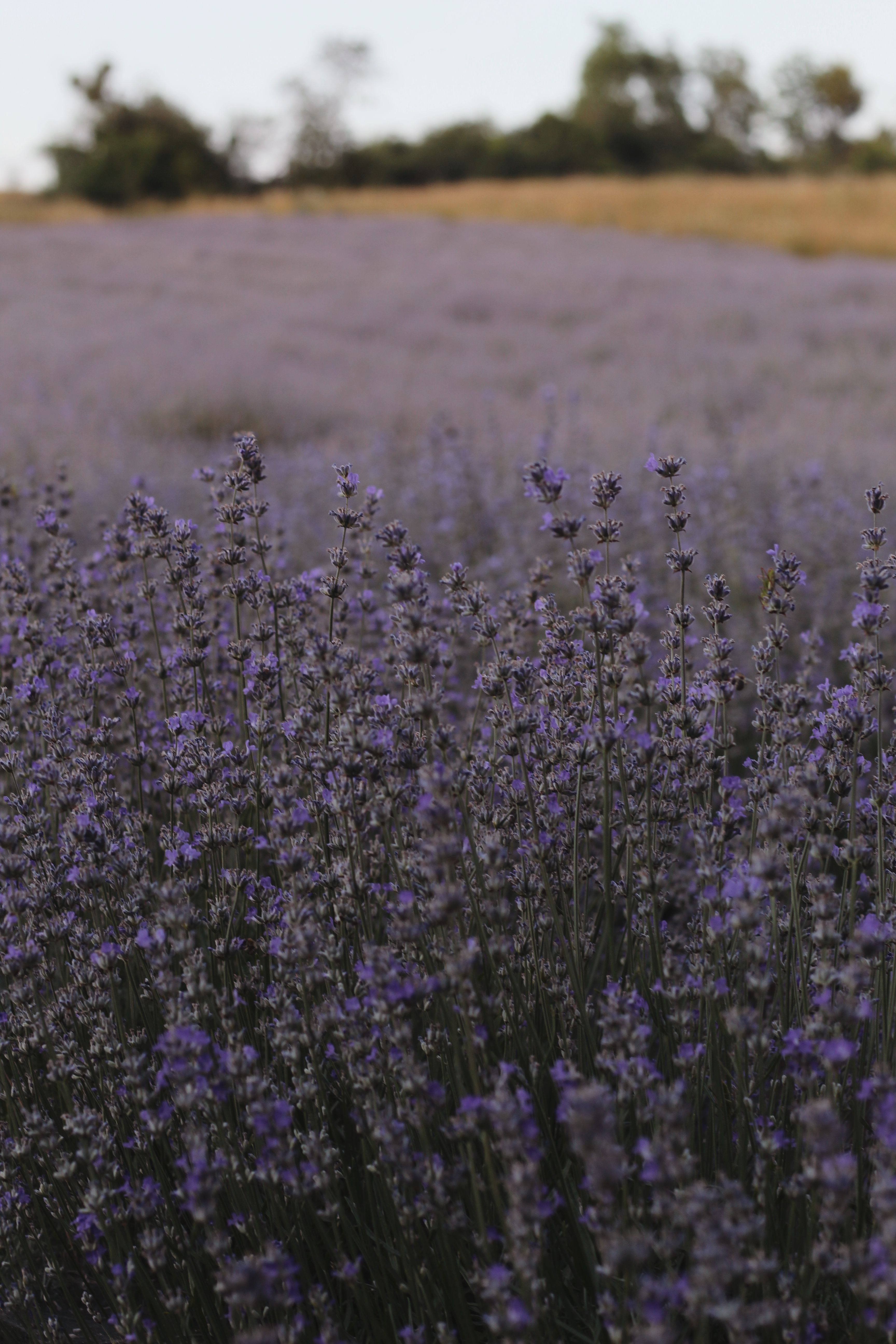 A Lavender Field Under the Pink Sky · Free Stock Photo