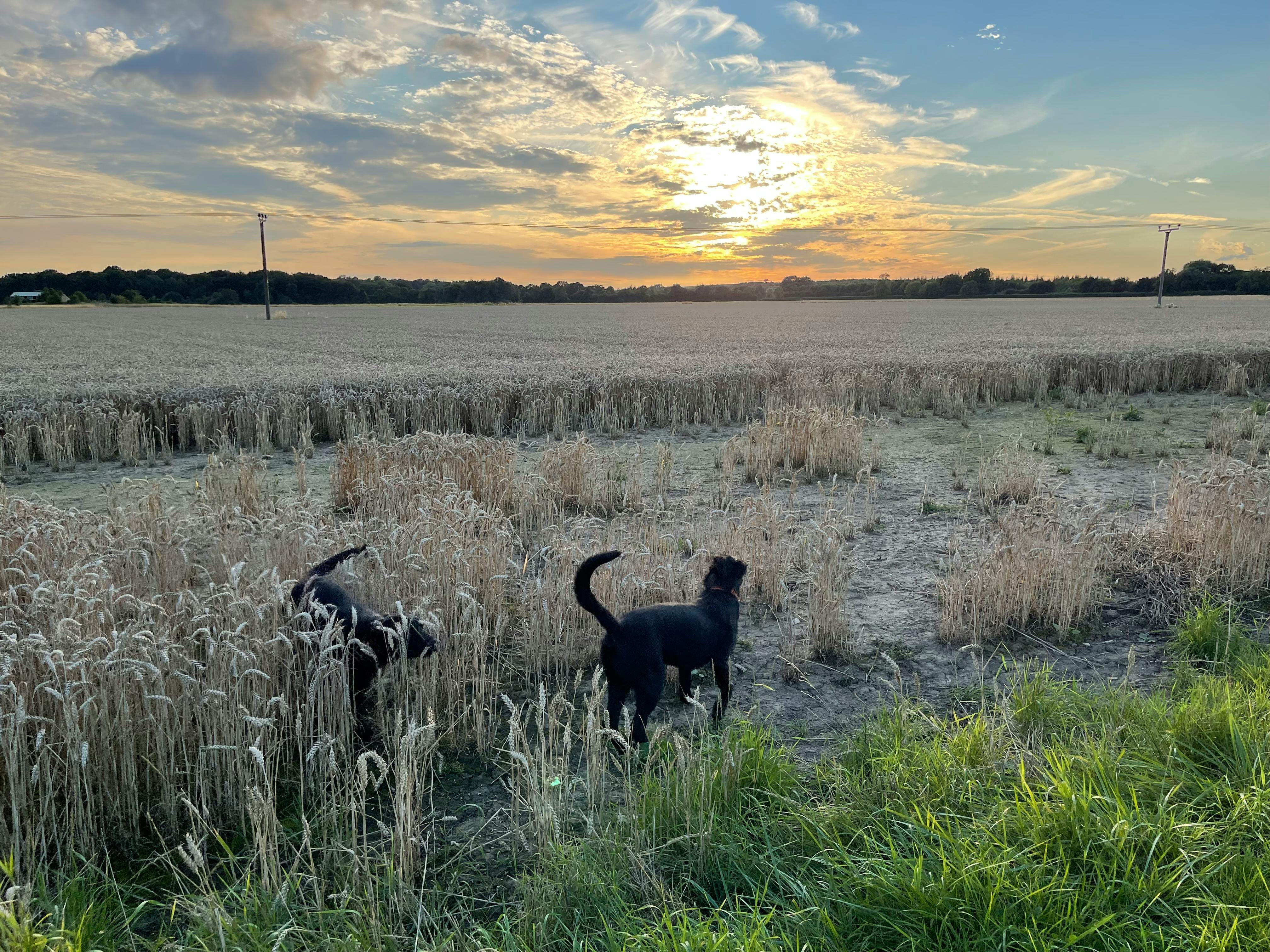 Bertie & Dixie the black Labradors 1 Photos & Videos Collected by Jim Jones