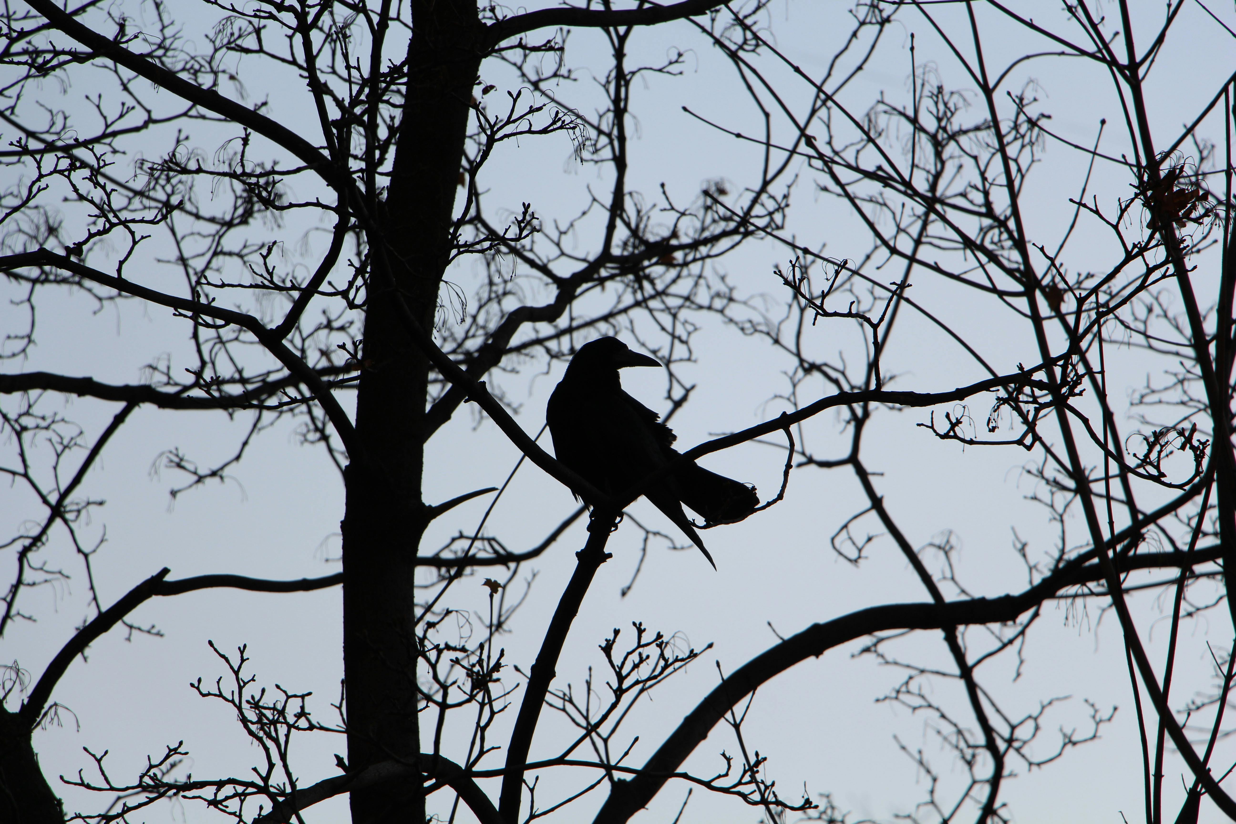Free stock photo of branches, contrast, crow