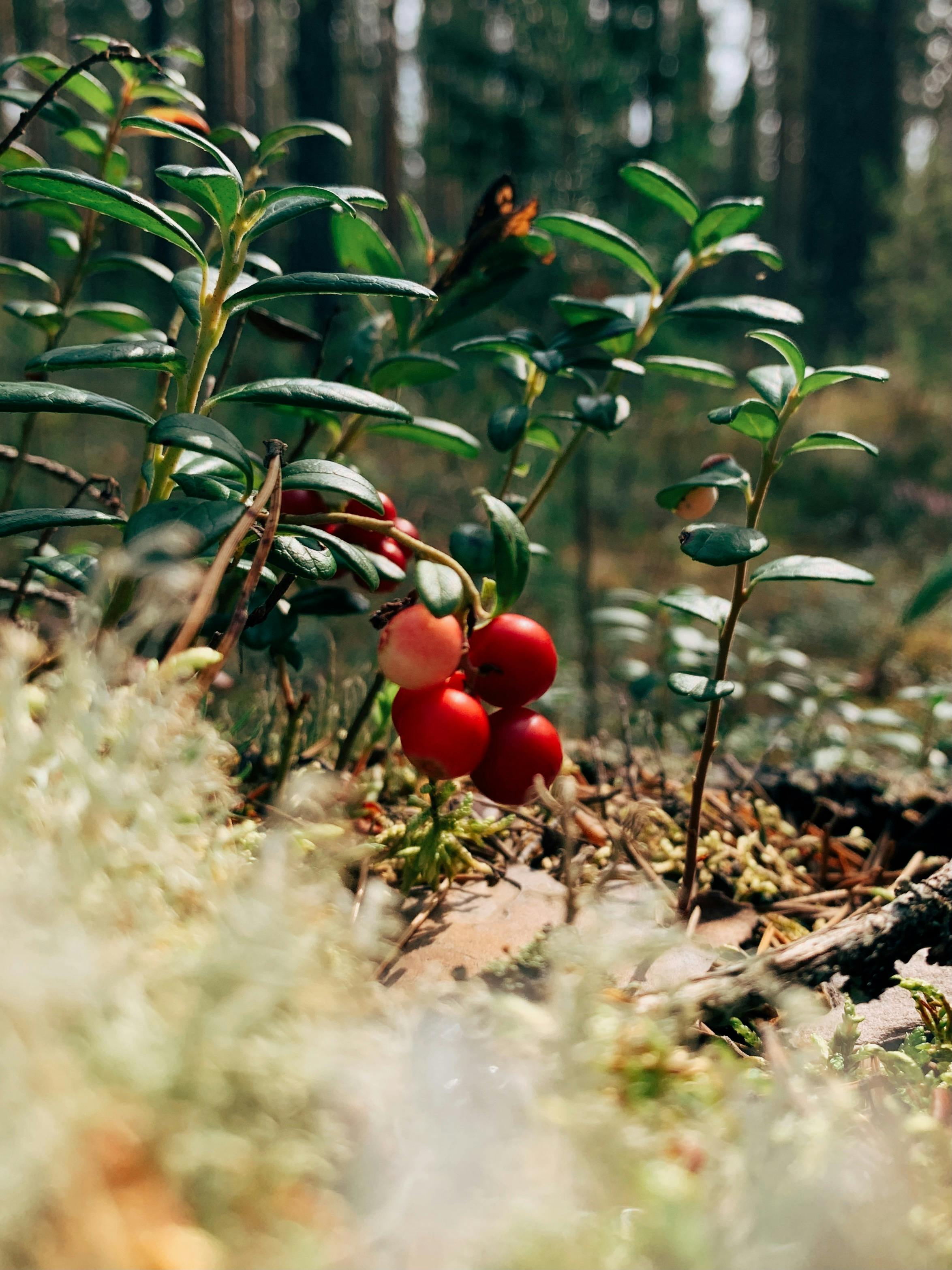 Lingonberry Plant · Free Stock Photo