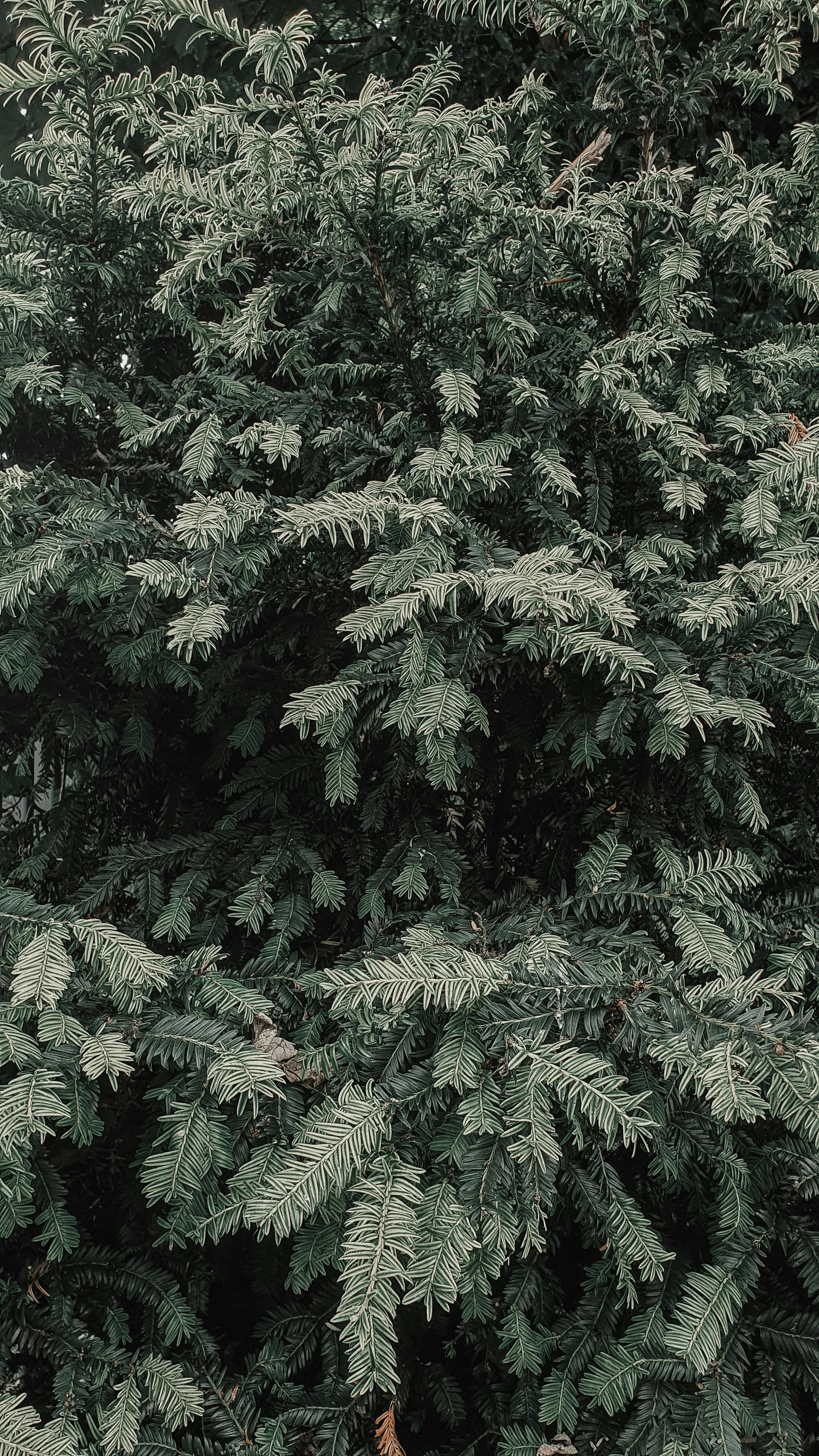 Green Leaf Tree · Free Stock Photo