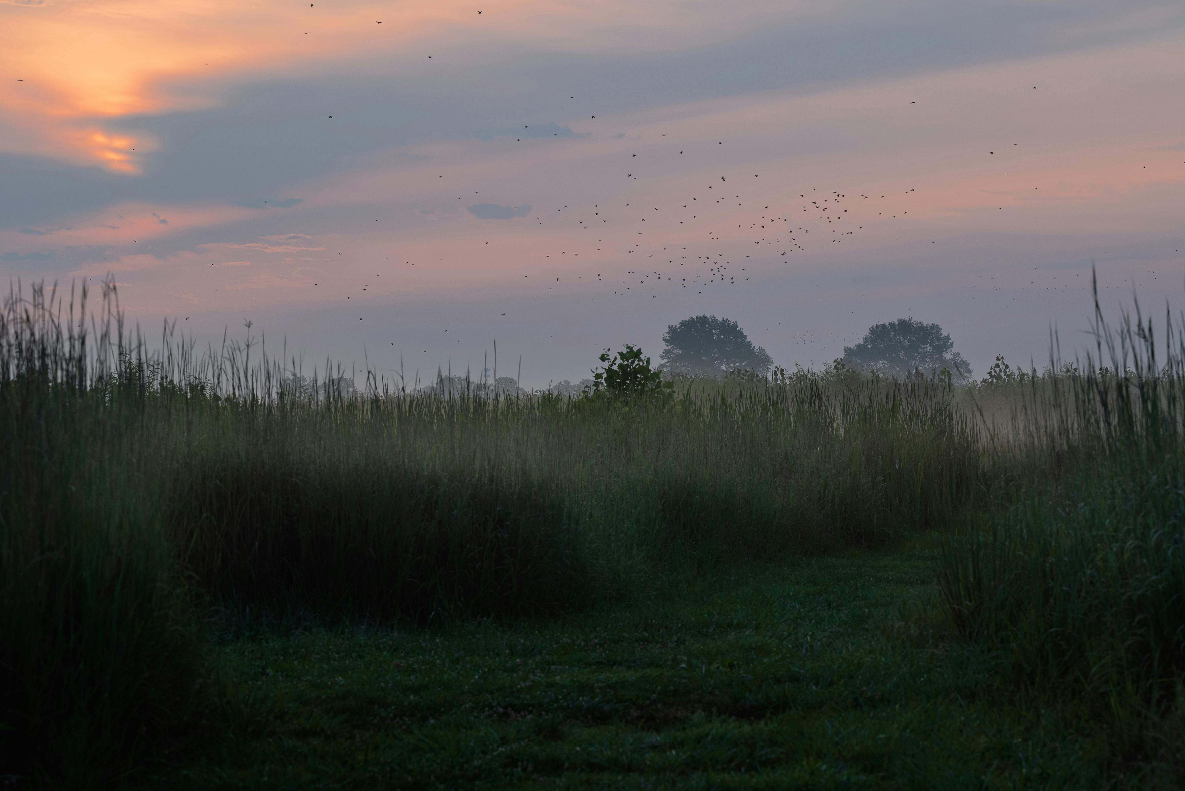 Green Grass Field With Flying Birds · Free Stock Photo