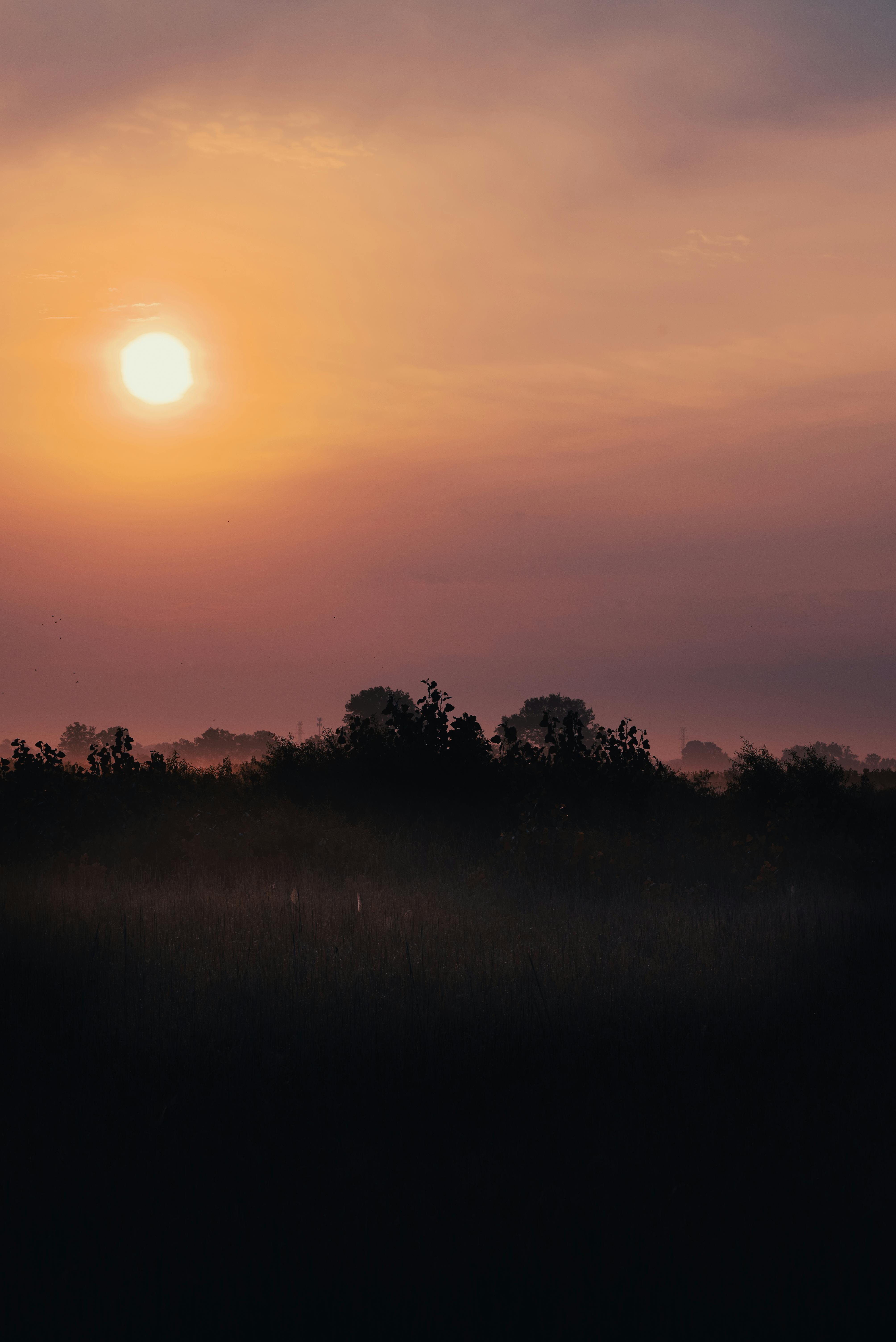 Sunset over Trees · Free Stock Photo
