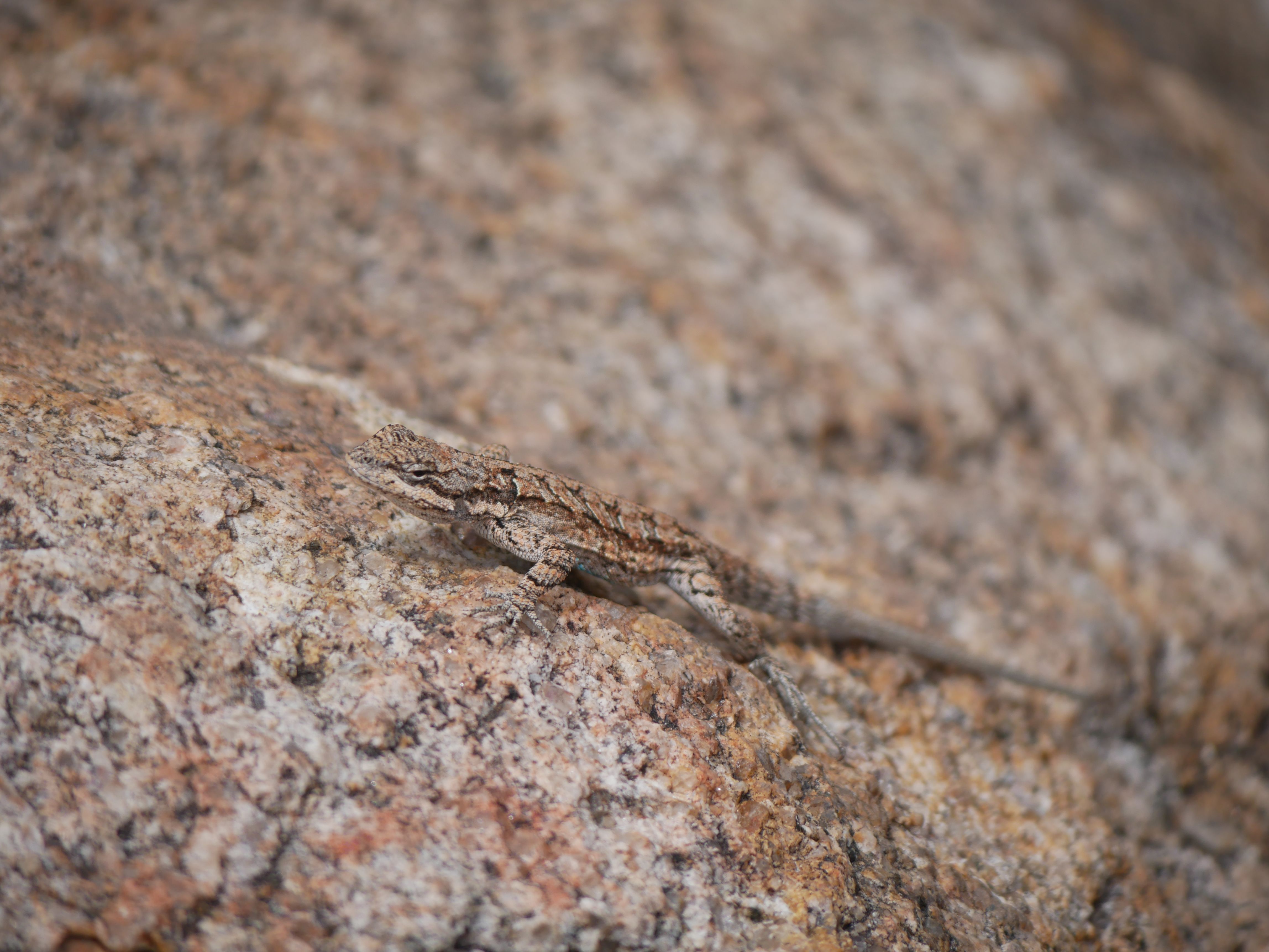 A Lizard on a Rock · Free Stock Photo