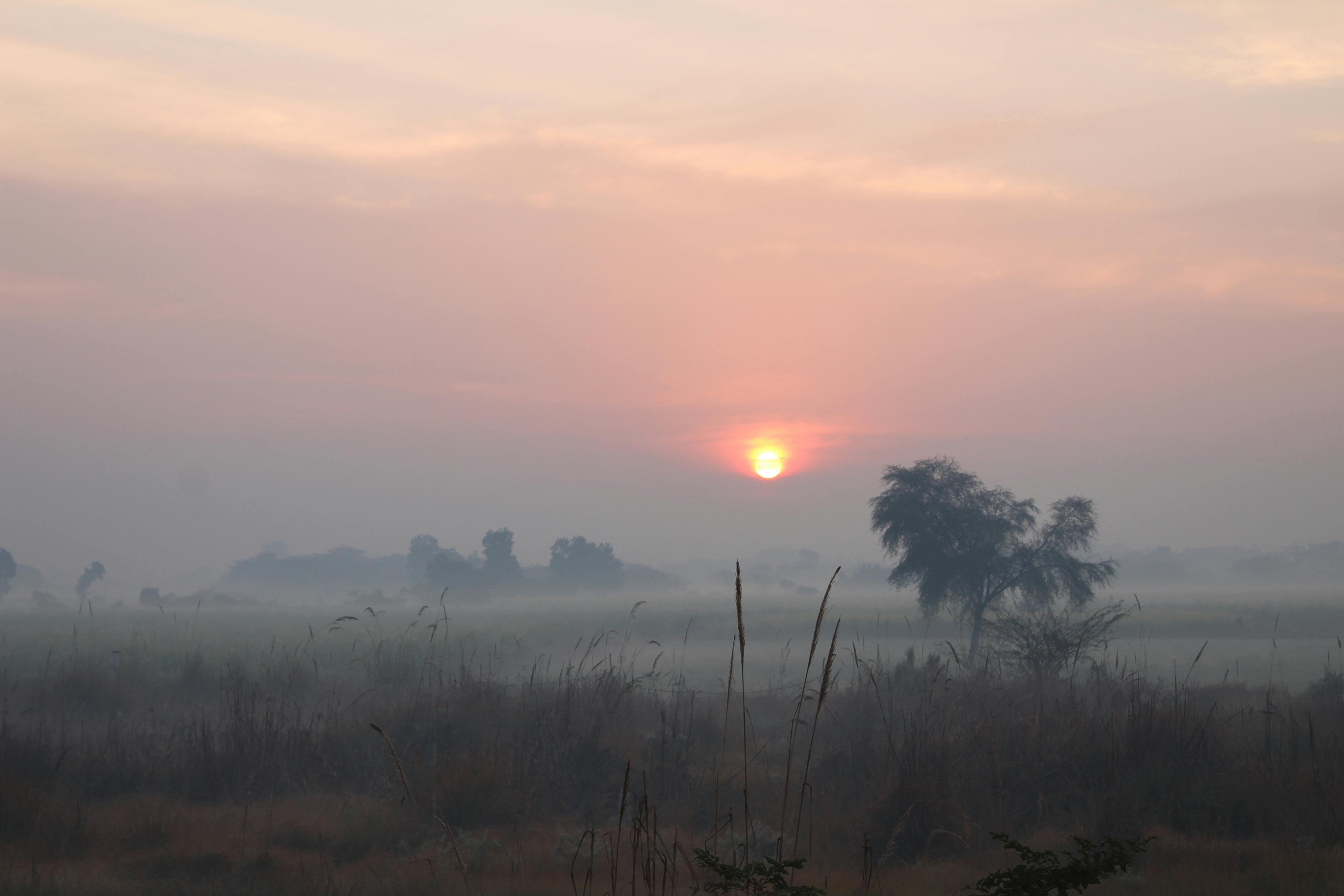 Scenery with a Bush and Trees in Fog · Free Stock Photo