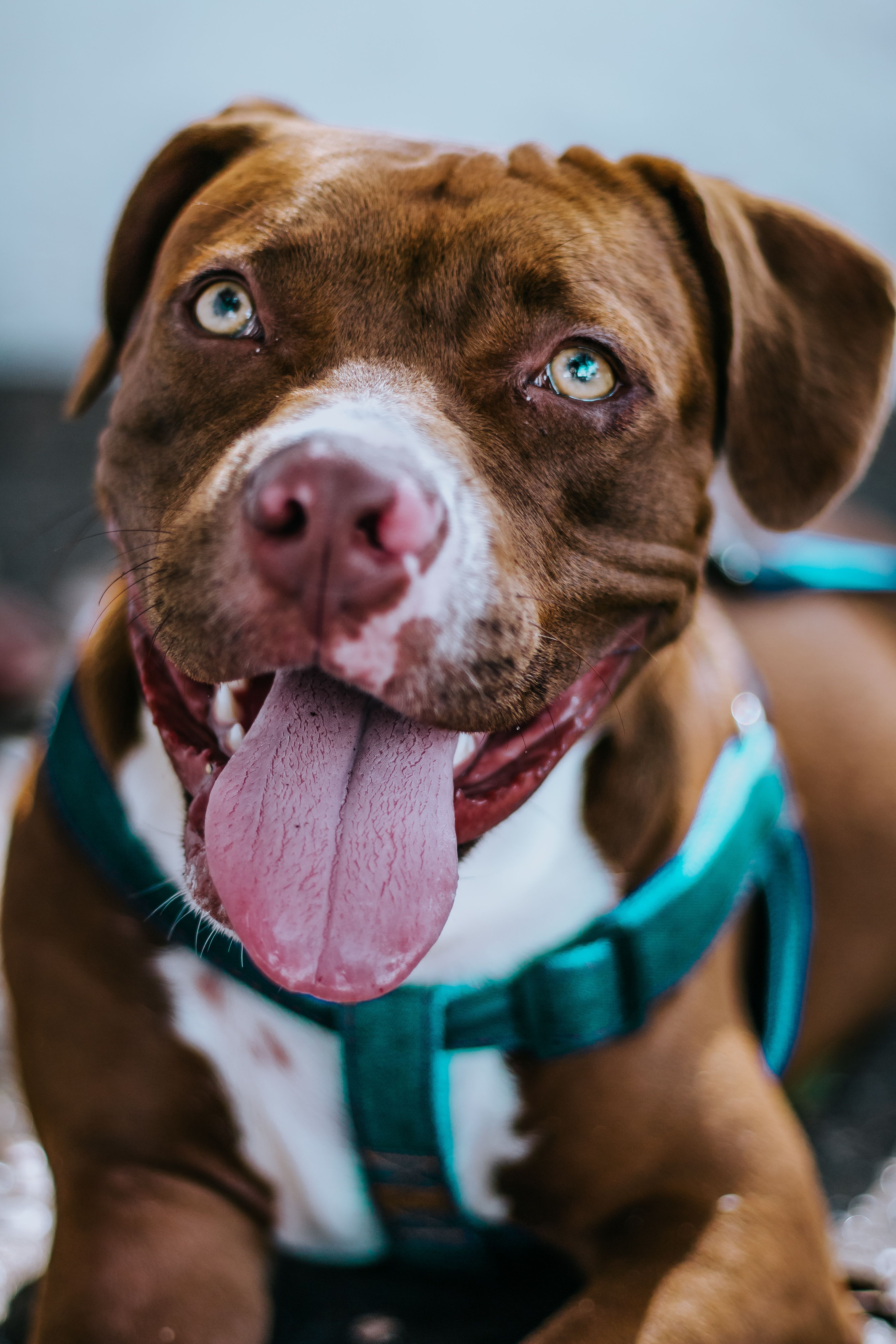 Top View of Happy Dogs Face · Free Stock Photo