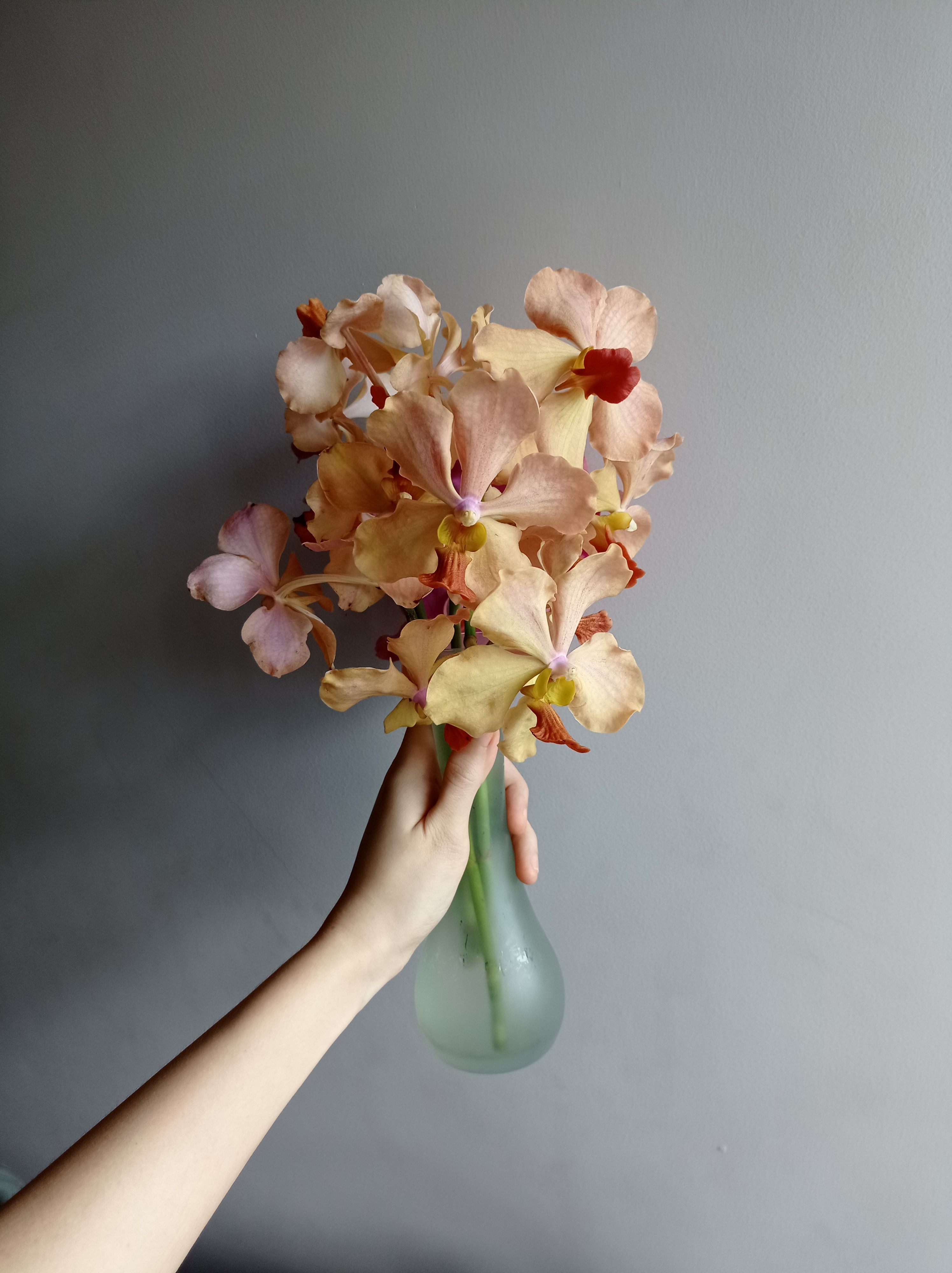 Close-Up Shot of Flowers in a Vase · Free Stock Photo