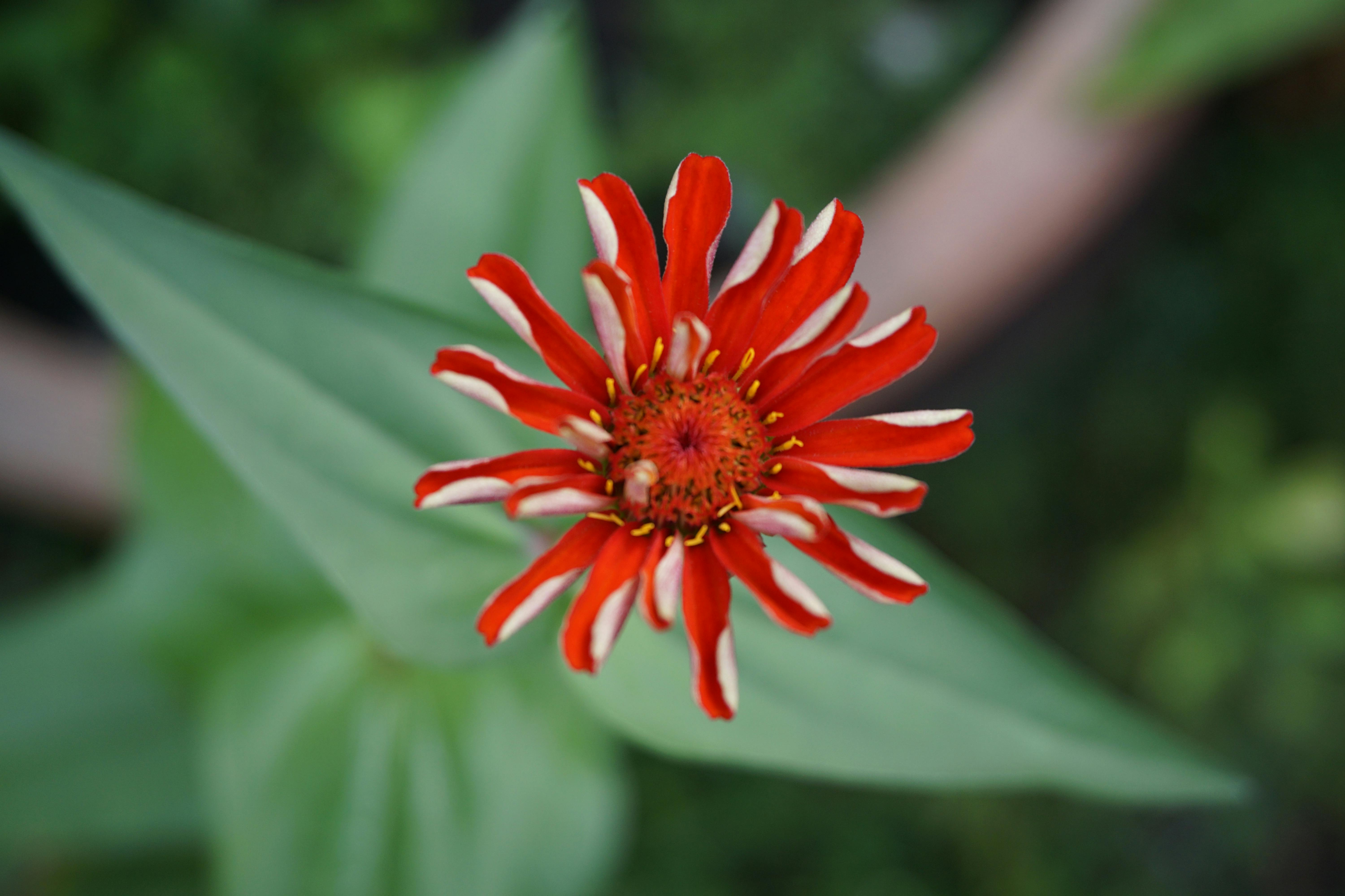 Free stock photo of petals, red, red flower