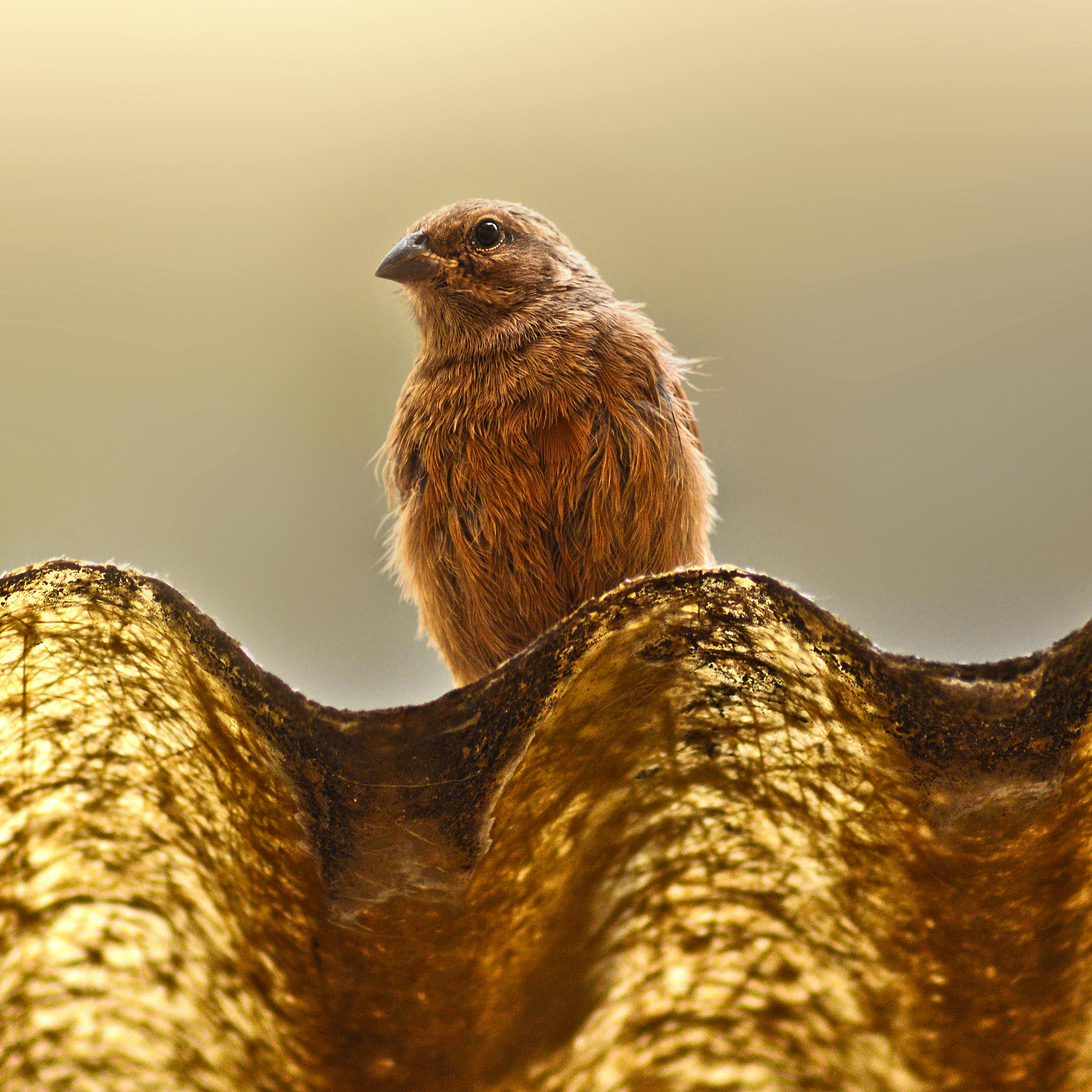 House Bunting on an Roof · Free Stock Photo