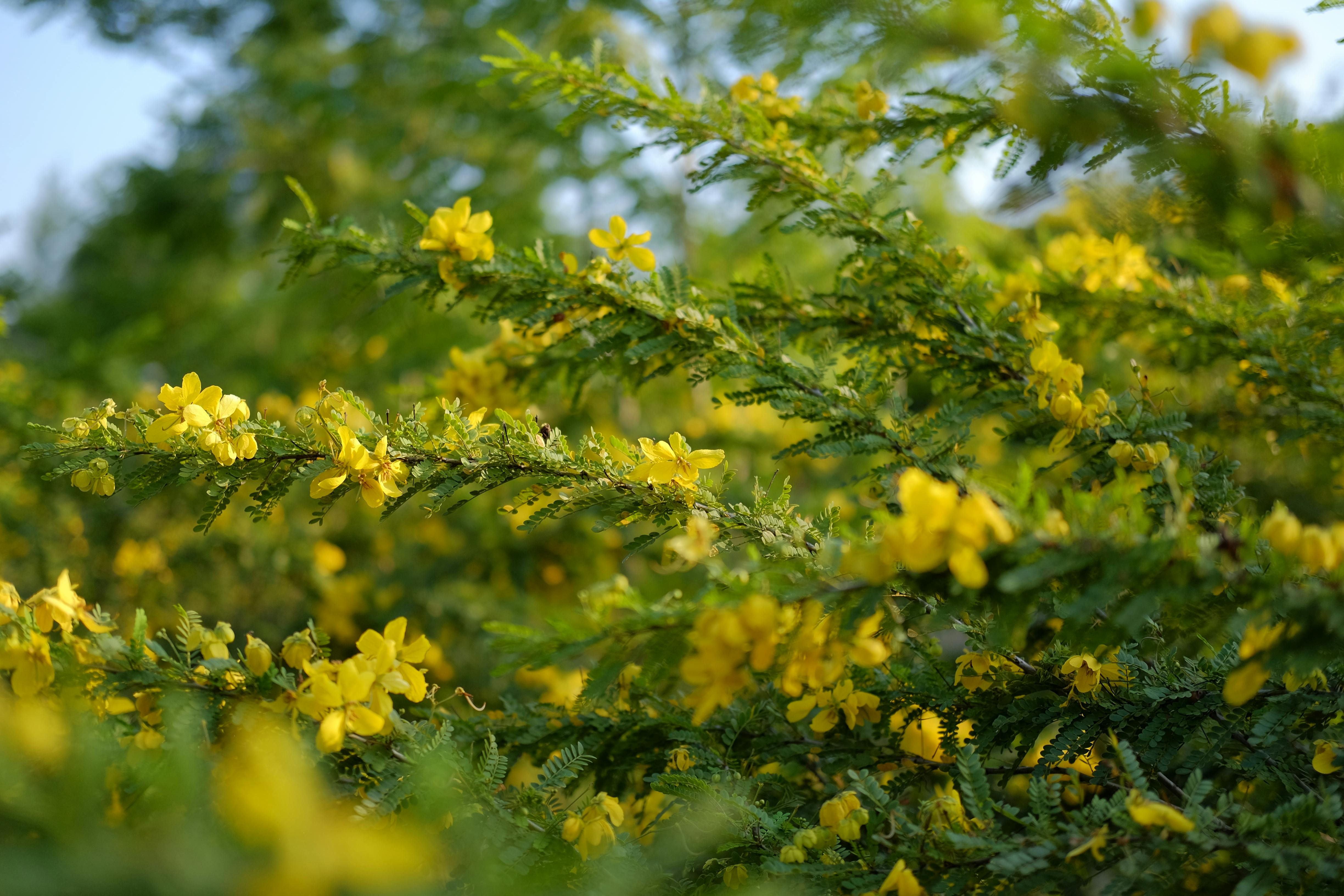 Yellow Flowers of a Broom Plants · Free Stock Photo