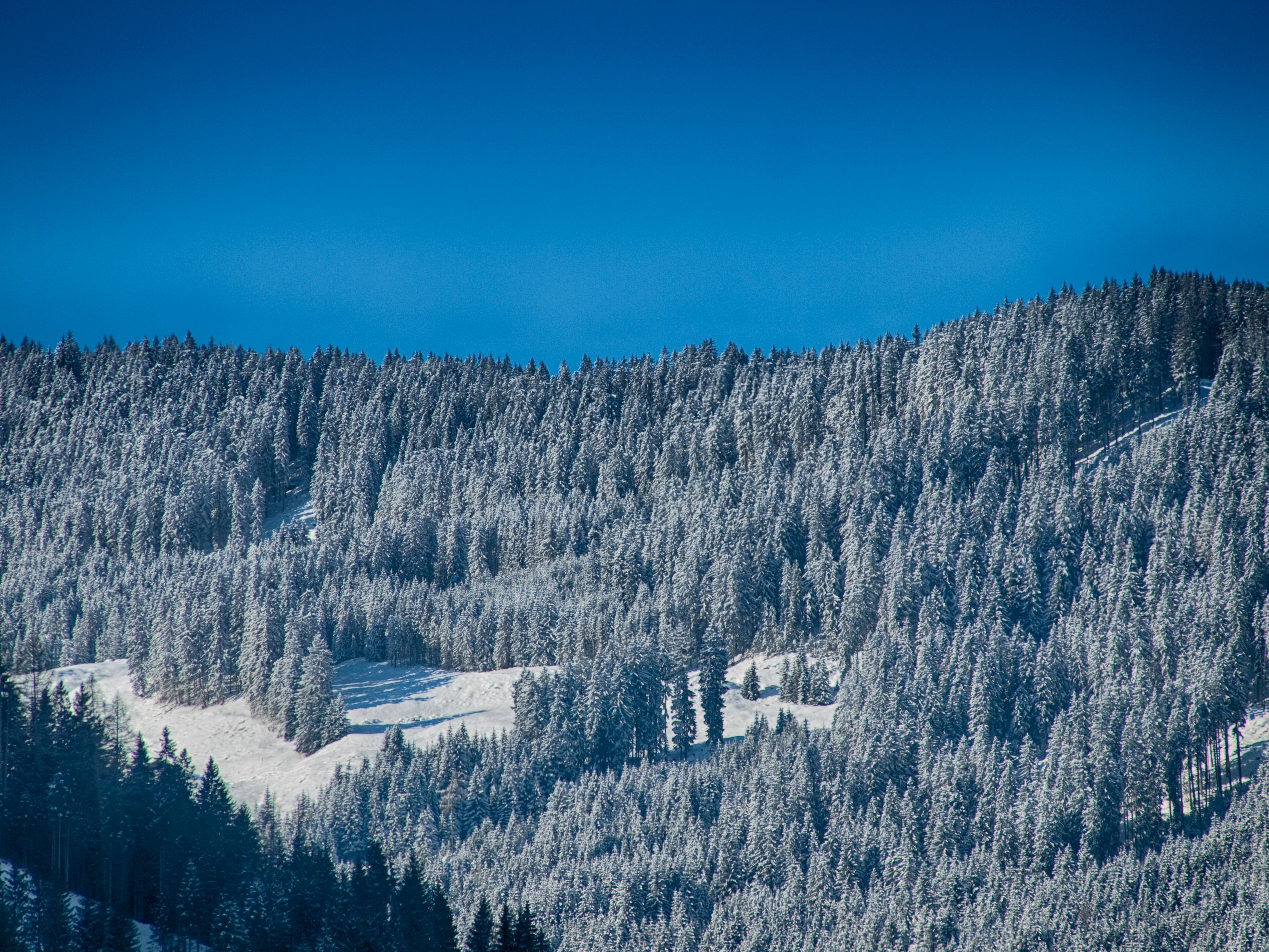 Free stock photo of blue sky, forest, landscape