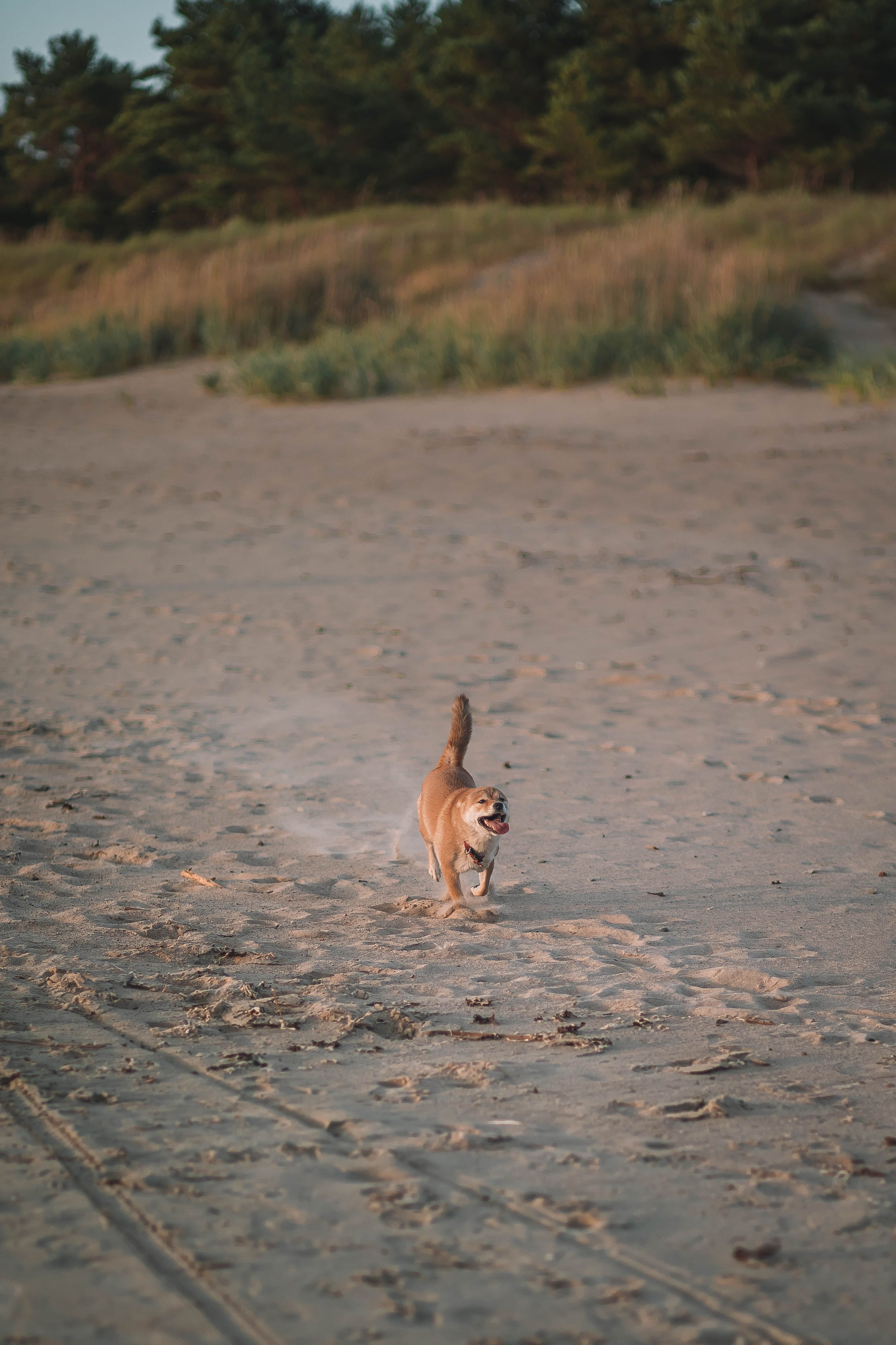 Barking Dog Photos, Download The BEST Free Barking Dog Stock Photos ...