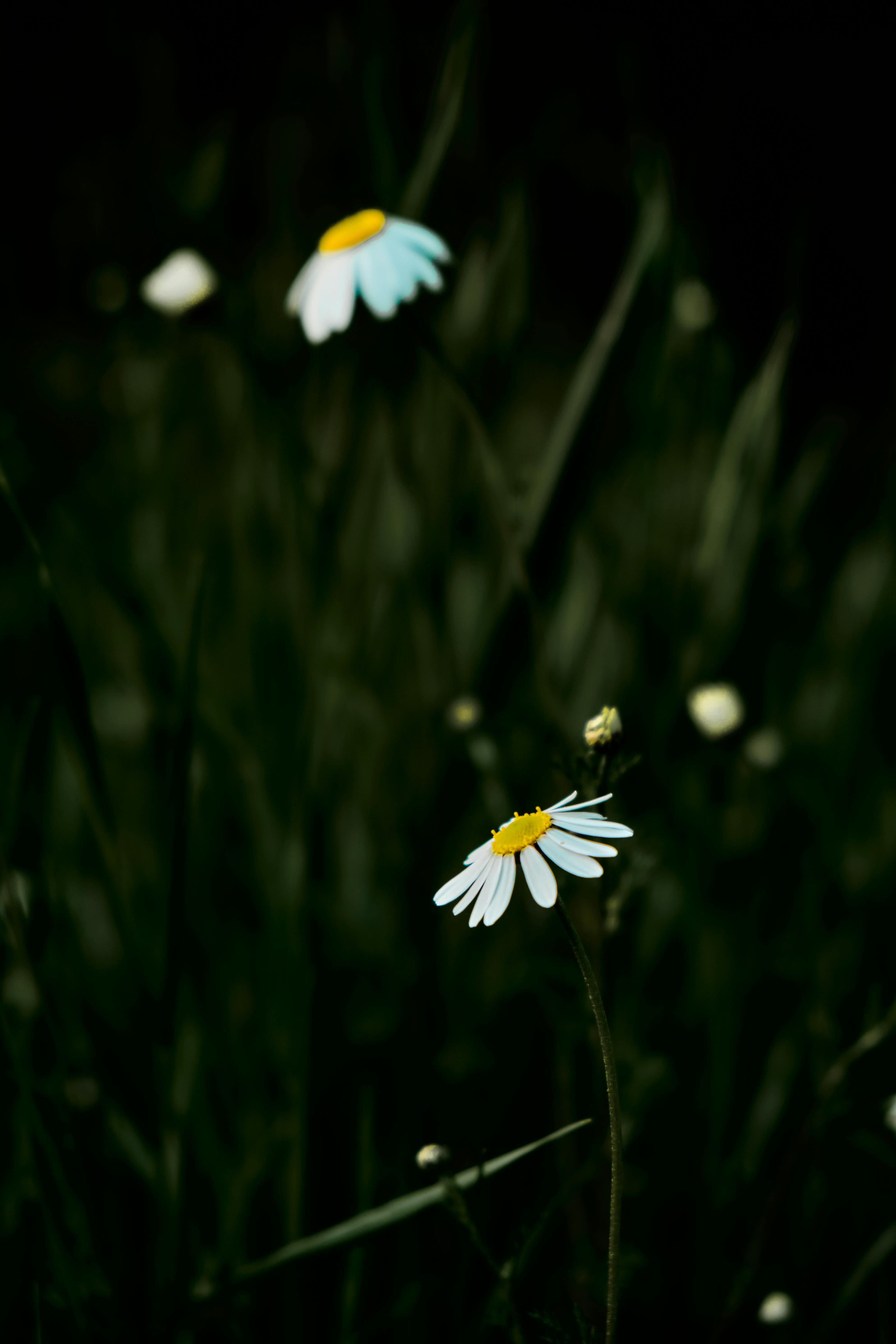 Gloomy Flowers Photos, Download The BEST Free Gloomy Flowers Stock ...