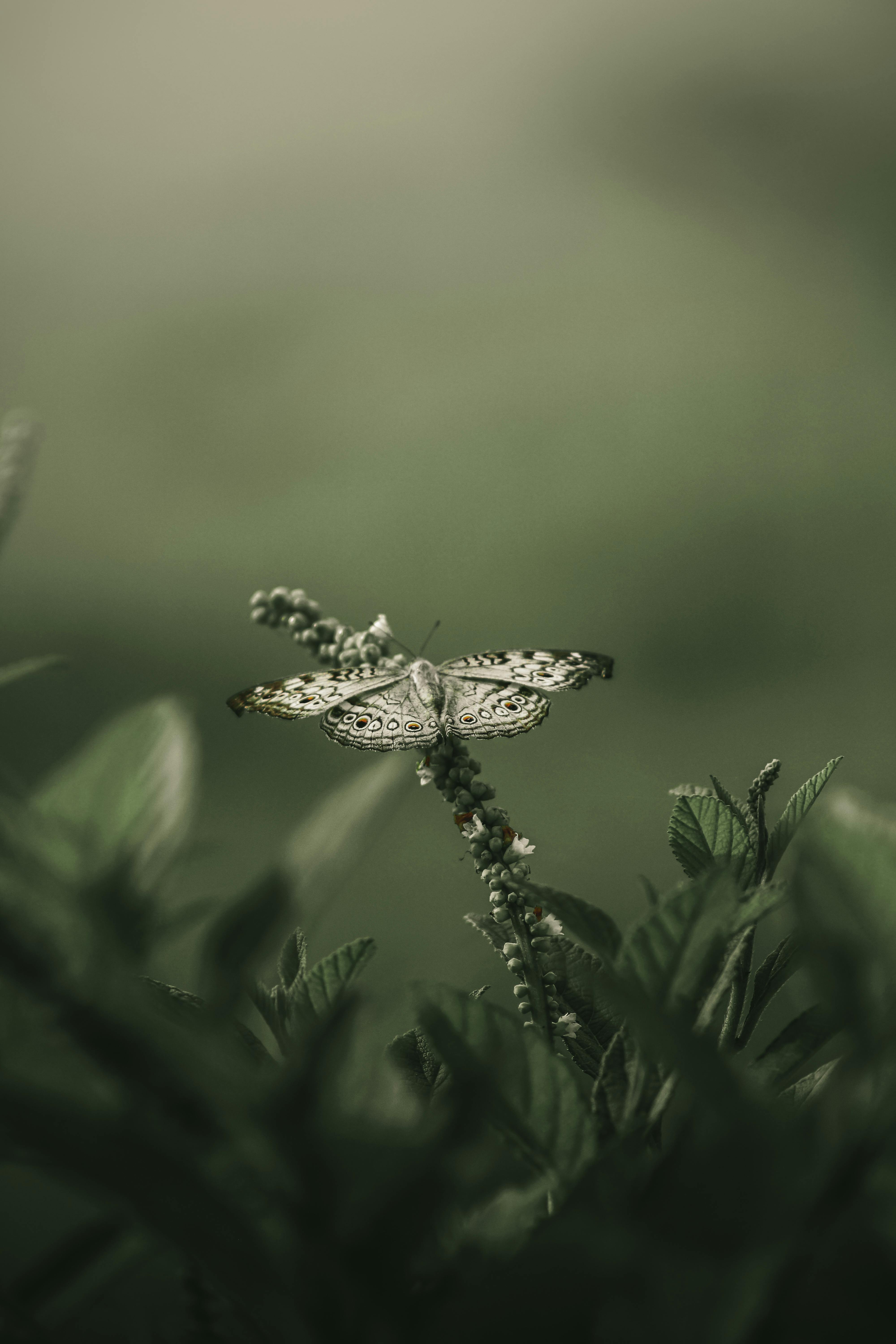 A Butterfly Perched on the Green Plant · Free Stock Photo