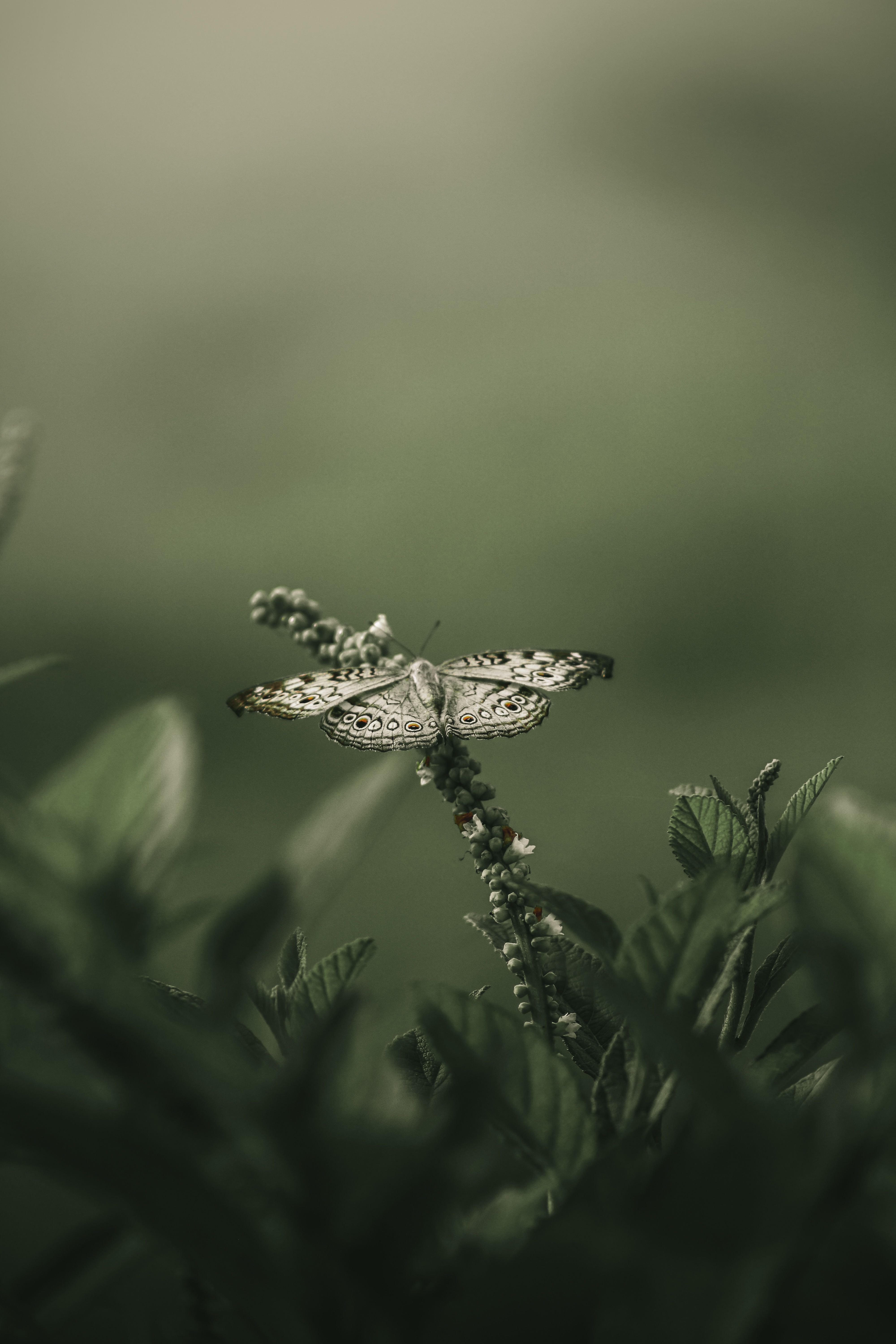 A Butterfly Perched on the Green Plant · Free Stock Photo