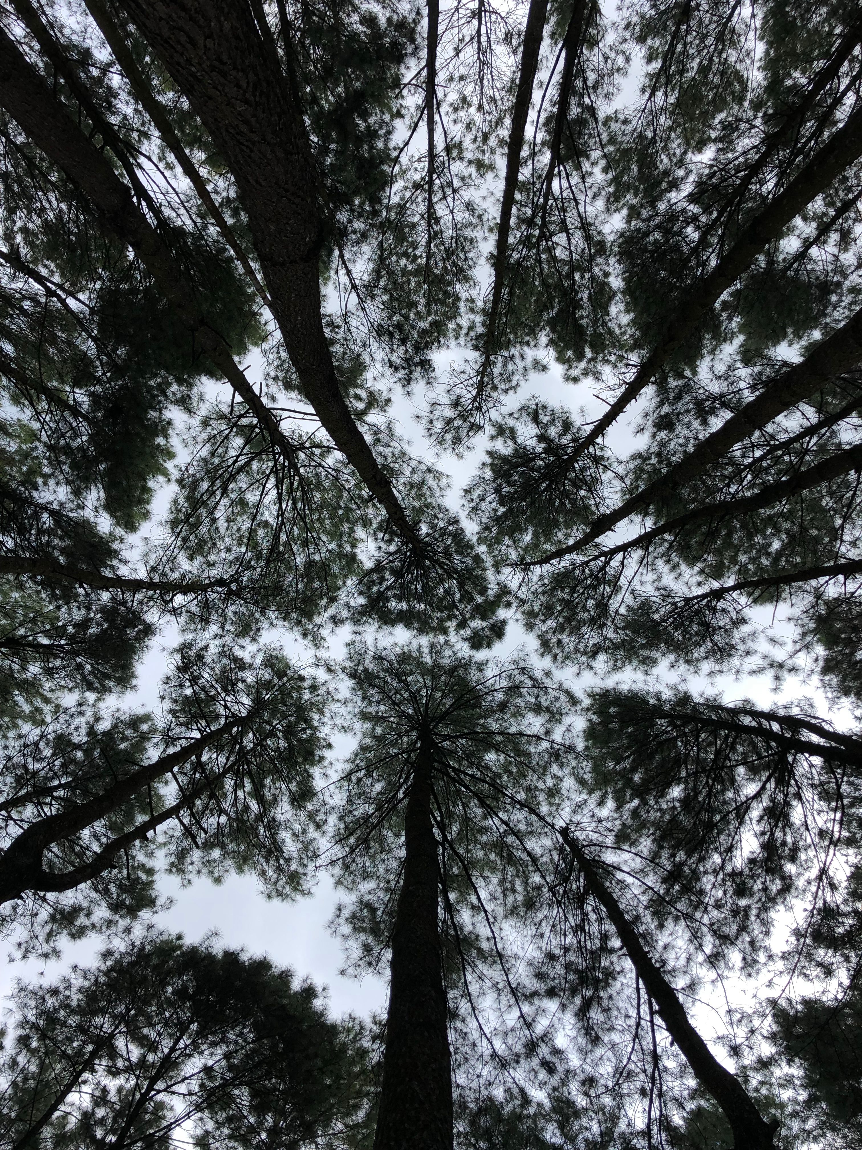 Low-Angle Photography of Tall Trees · Free Stock Photo