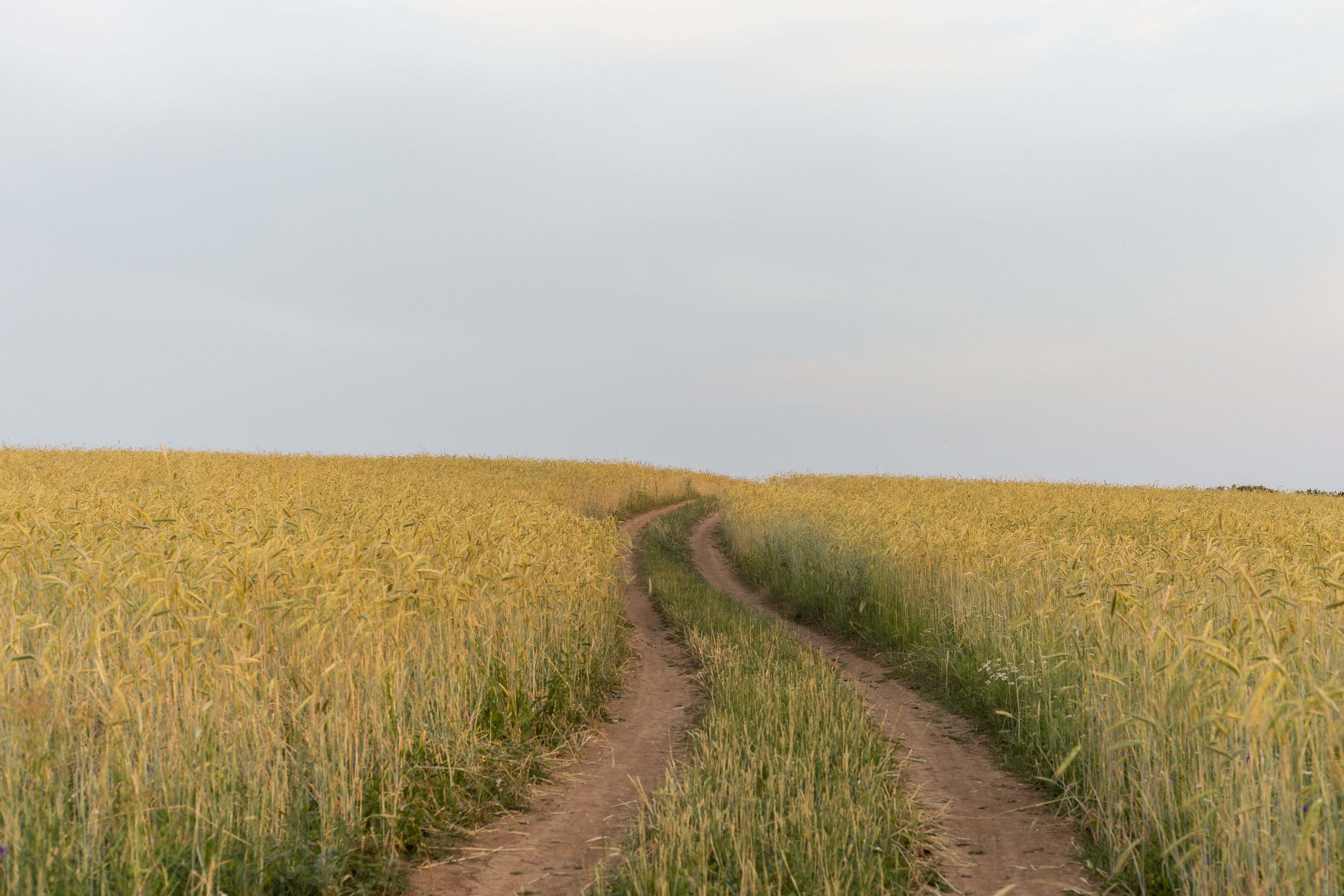 Pathway Between Green Grass and Trees · Free Stock Photo