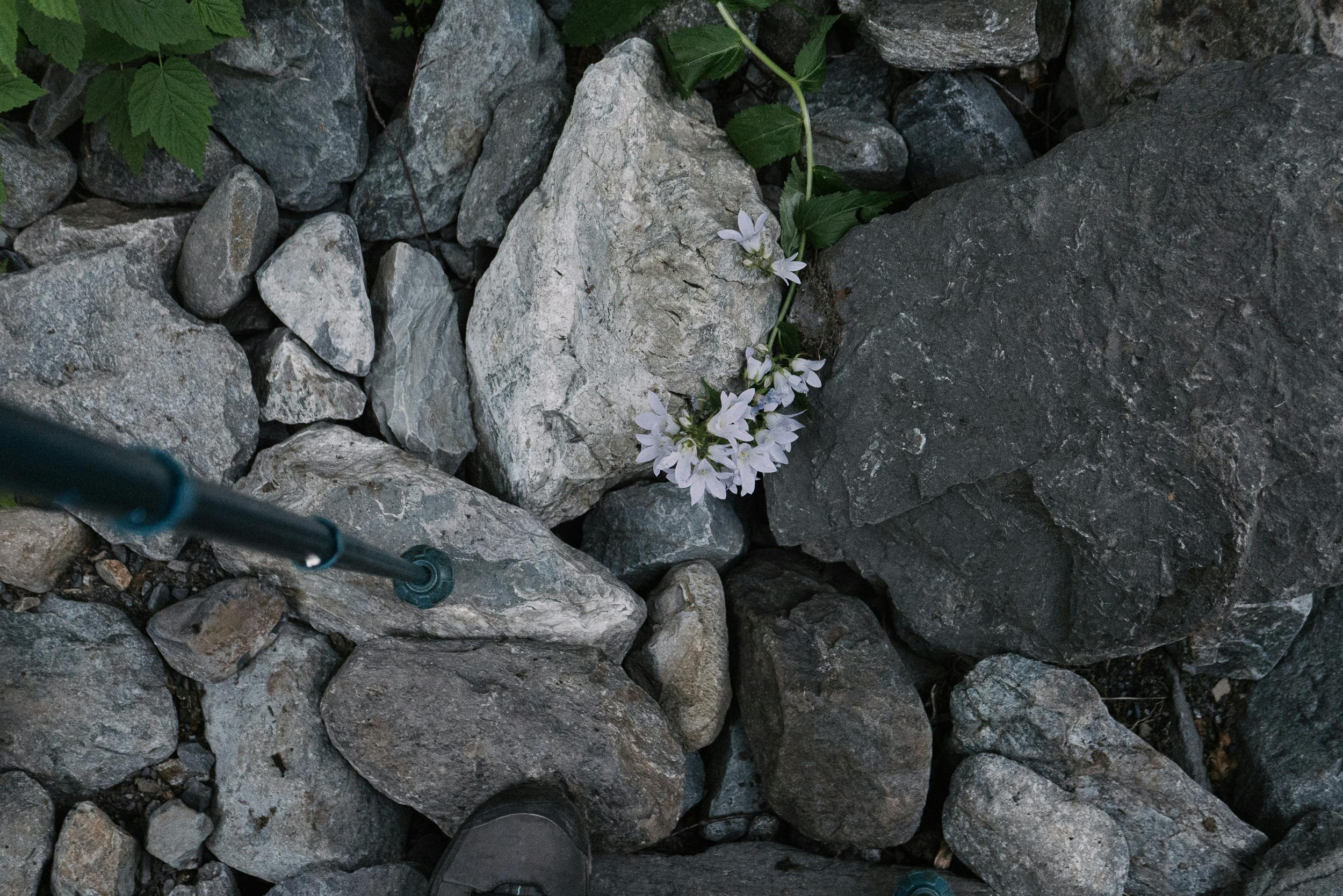 Flower and Rocks · Free Stock Photo