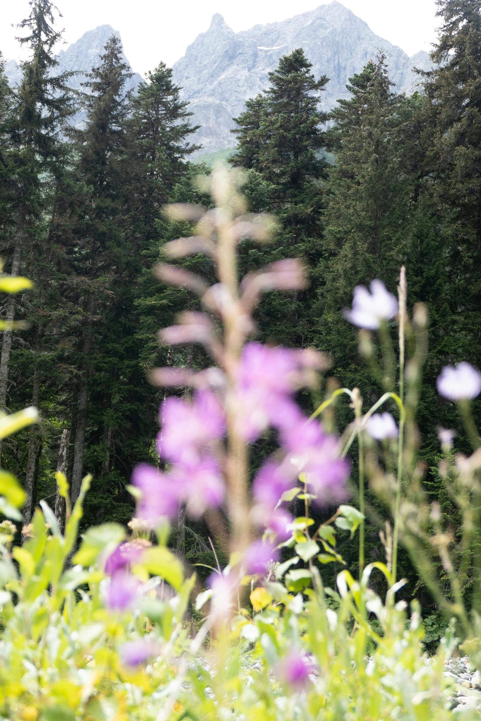 Big Conifer Tree in Middle of Meadow in Forest · Free Stock Photo