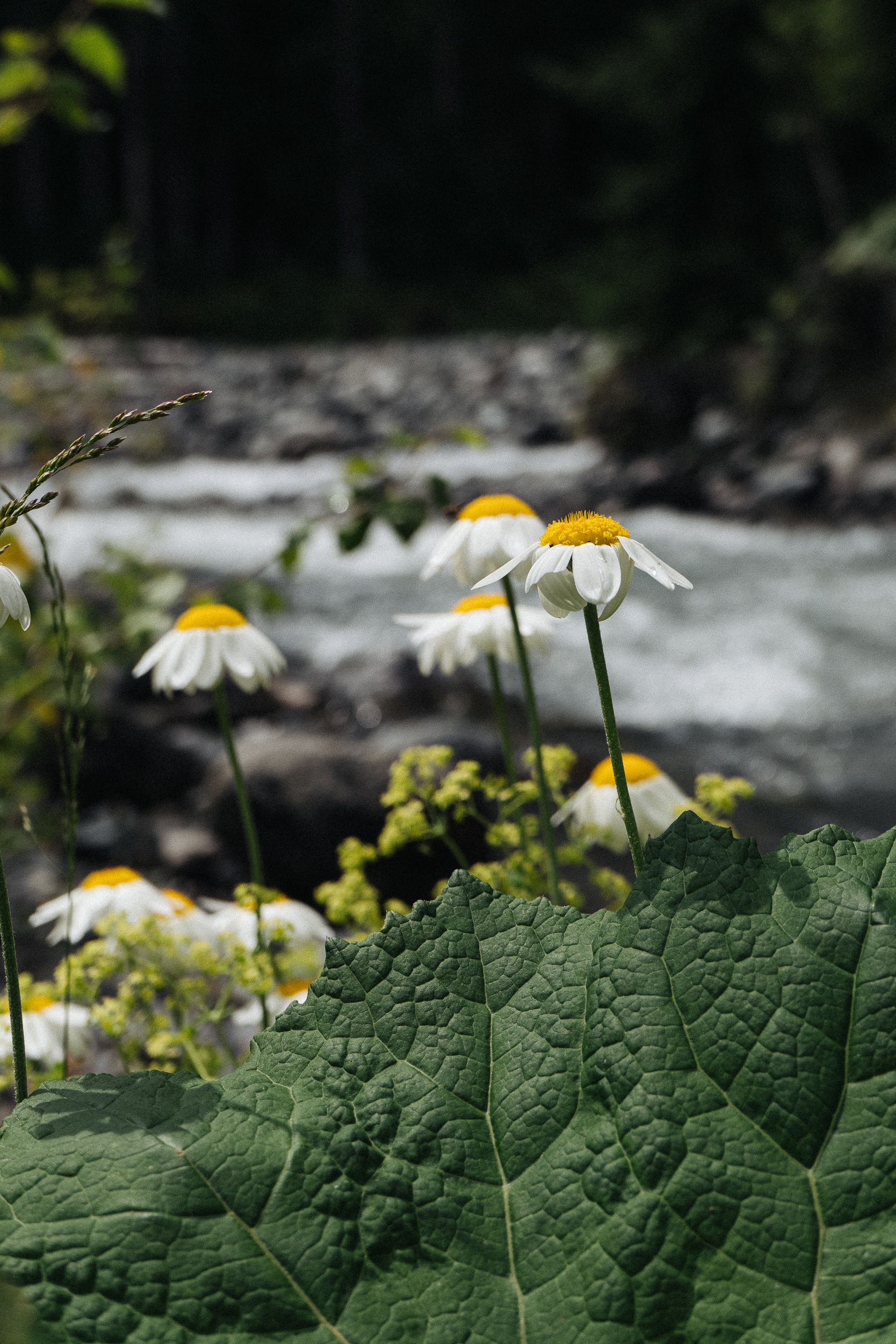 Close-up of White Flowers Growing by the Stream · Free Stock Photo