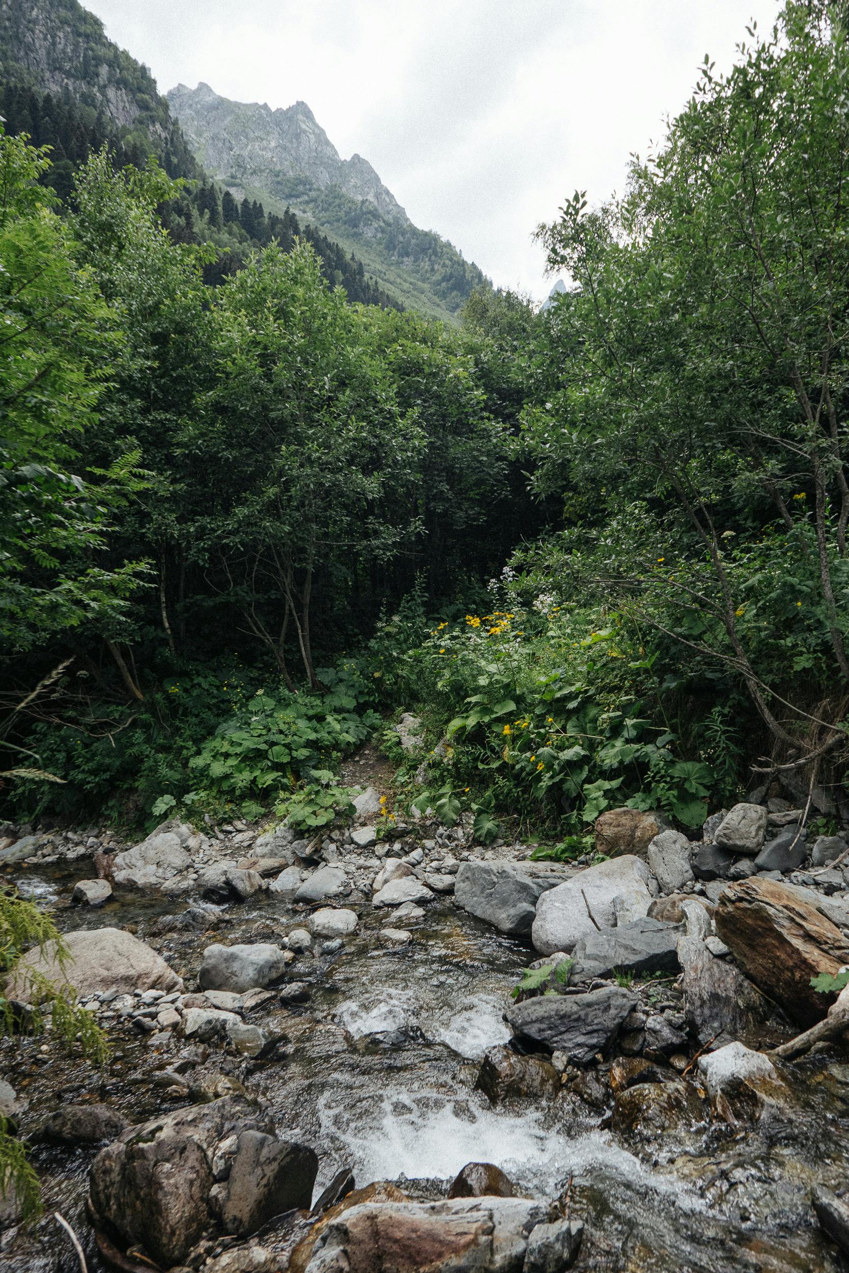 Montane Flora Photos, Download The BEST Free Montane Flora Stock Photos ...