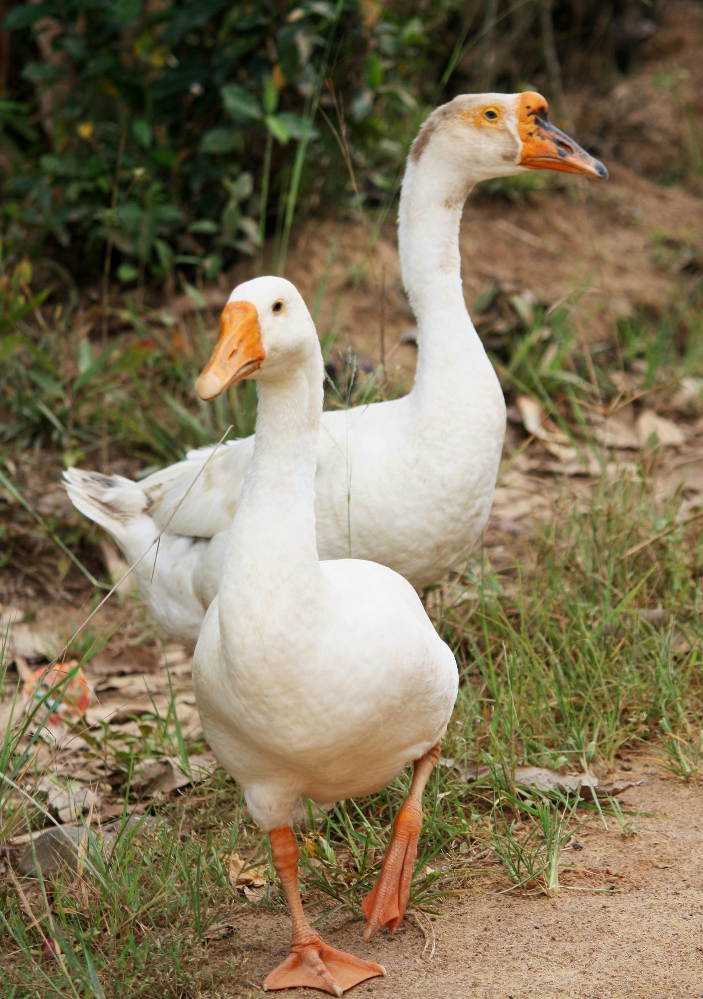 A Couple in a Flower Field Holding Geese · Free Stock Photo