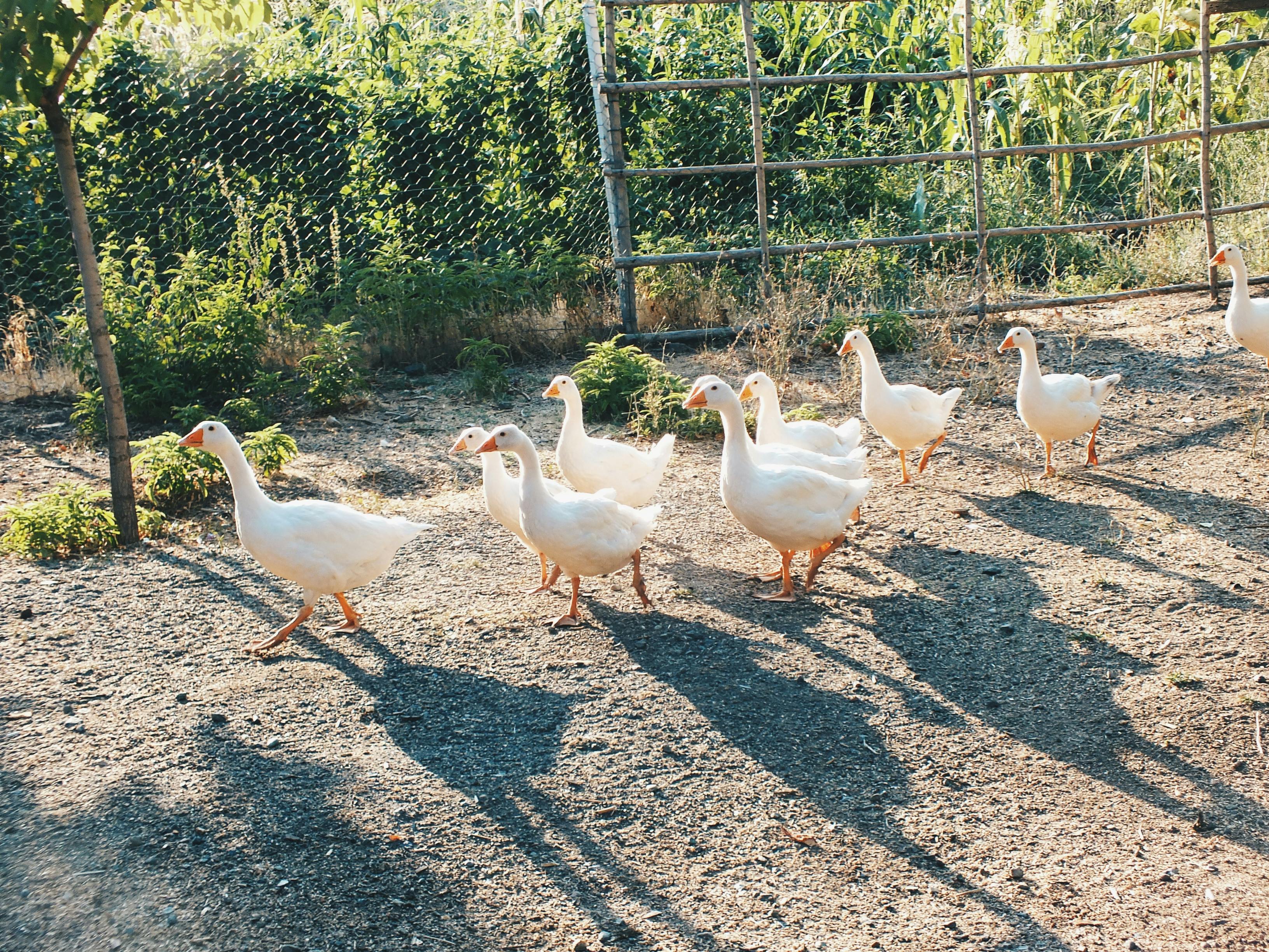 Ducks Walking Together · Free Stock Photo